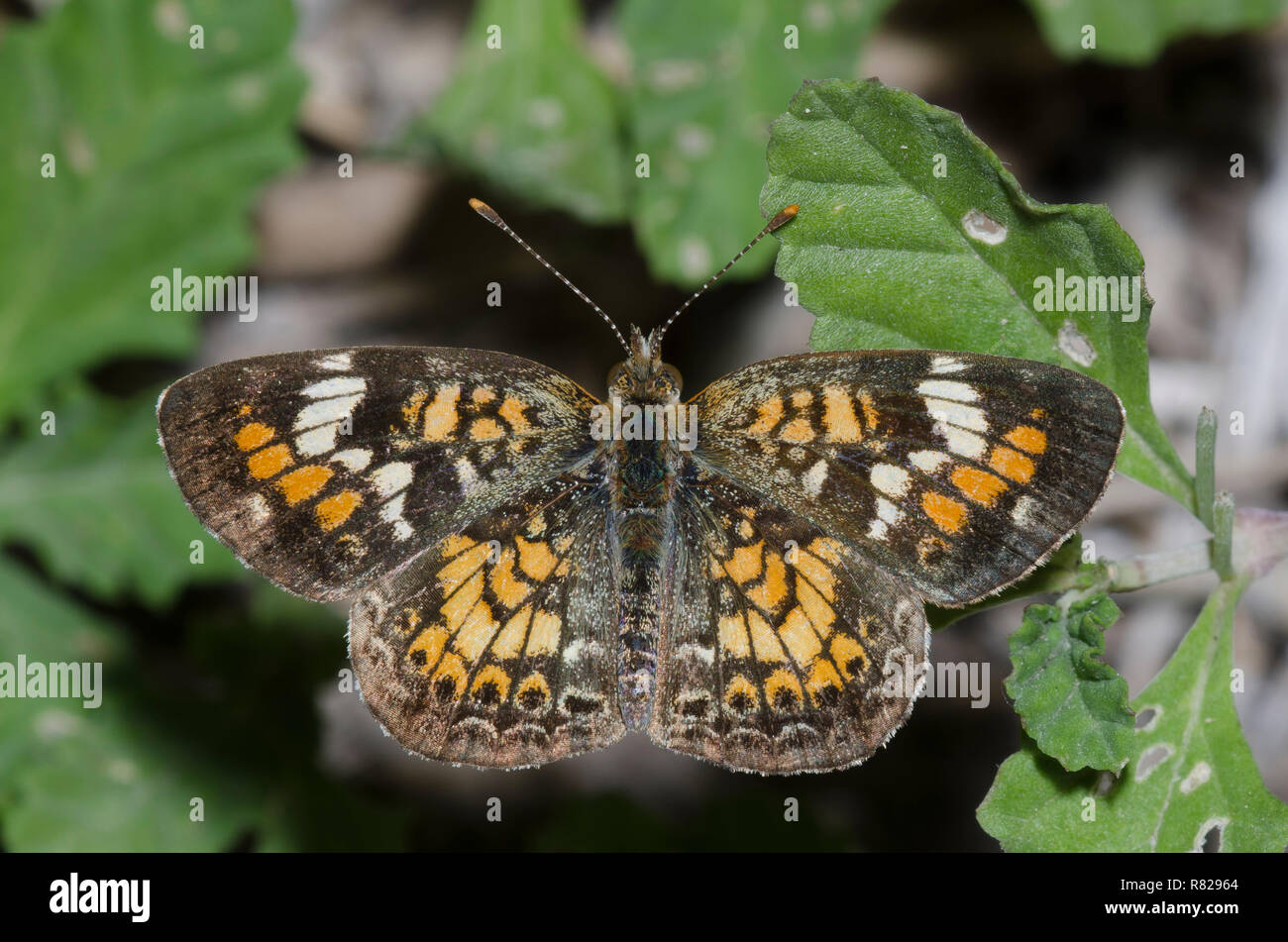 Phaon Crescent, Phyciodes phaon Stock Photo - Alamy