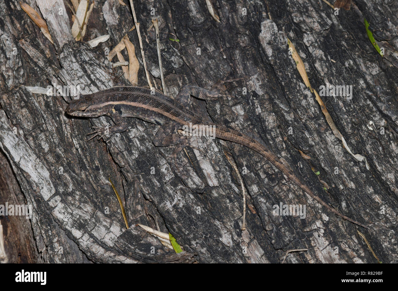 Rosebelly Lizard, Sceloporus variabilis Stock Photo - Alamy