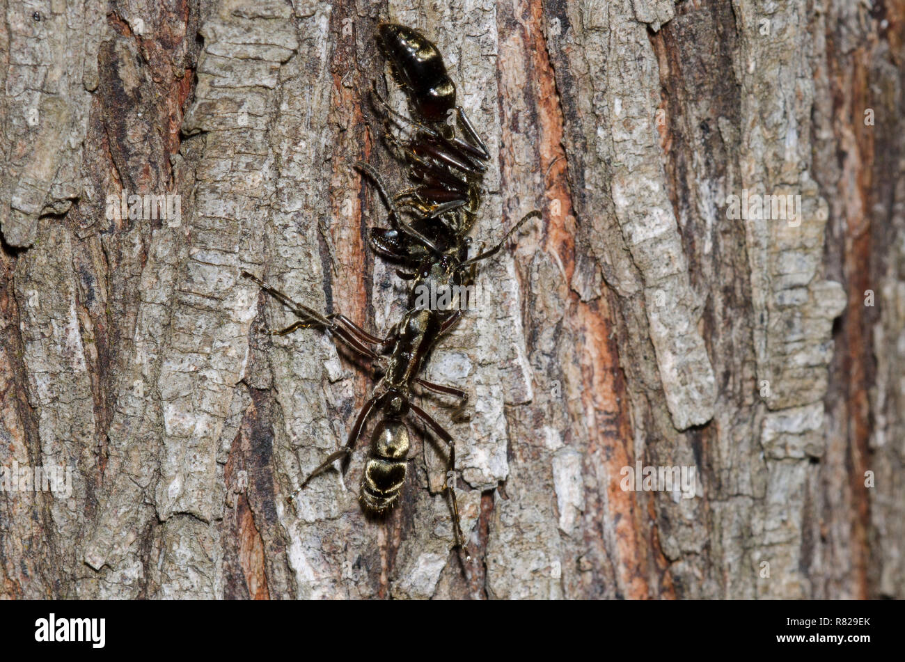 Hairy Panther Ant, Neoponera villosa, hauling ant up tree Stock Photo ...