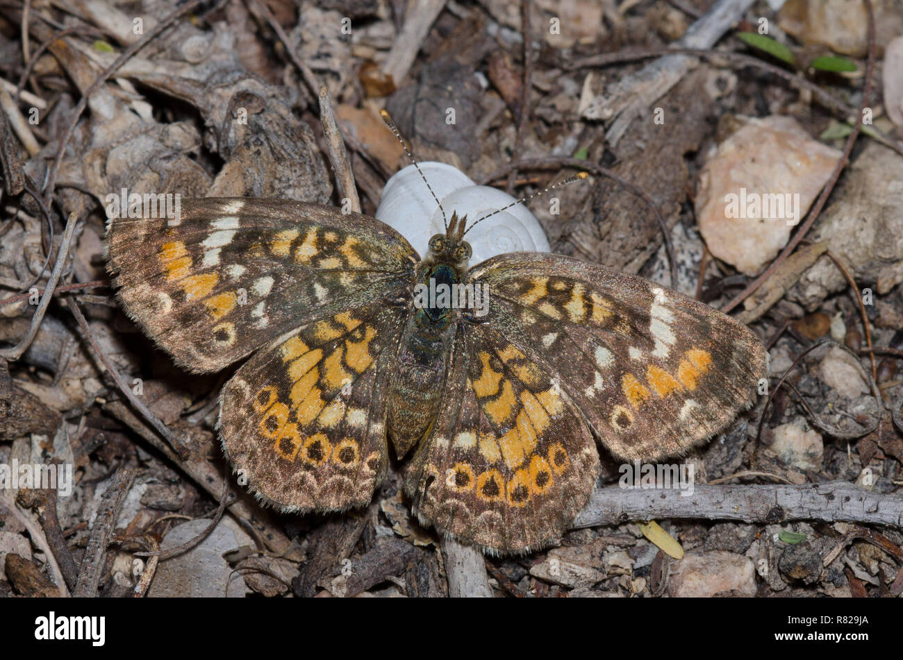 Phaon hi-res stock photography and images - Alamy