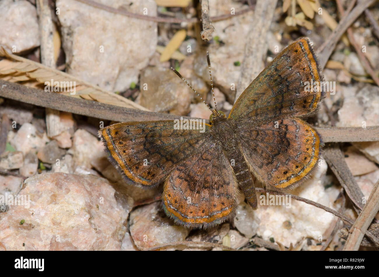 Metalmark butterfly hi-res stock photography and images - Alamy