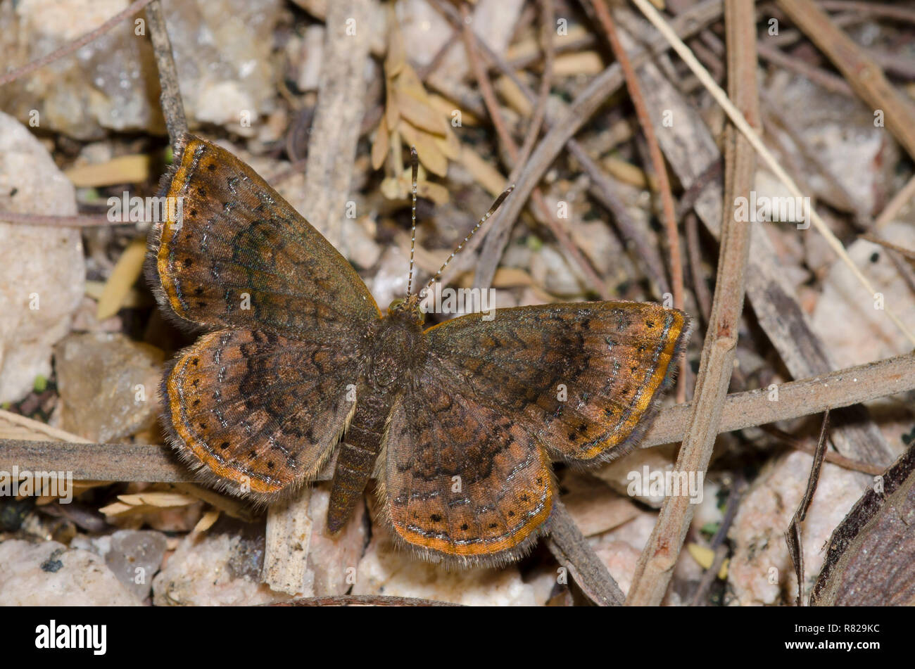 Rounded metalmark hi-res stock photography and images - Alamy