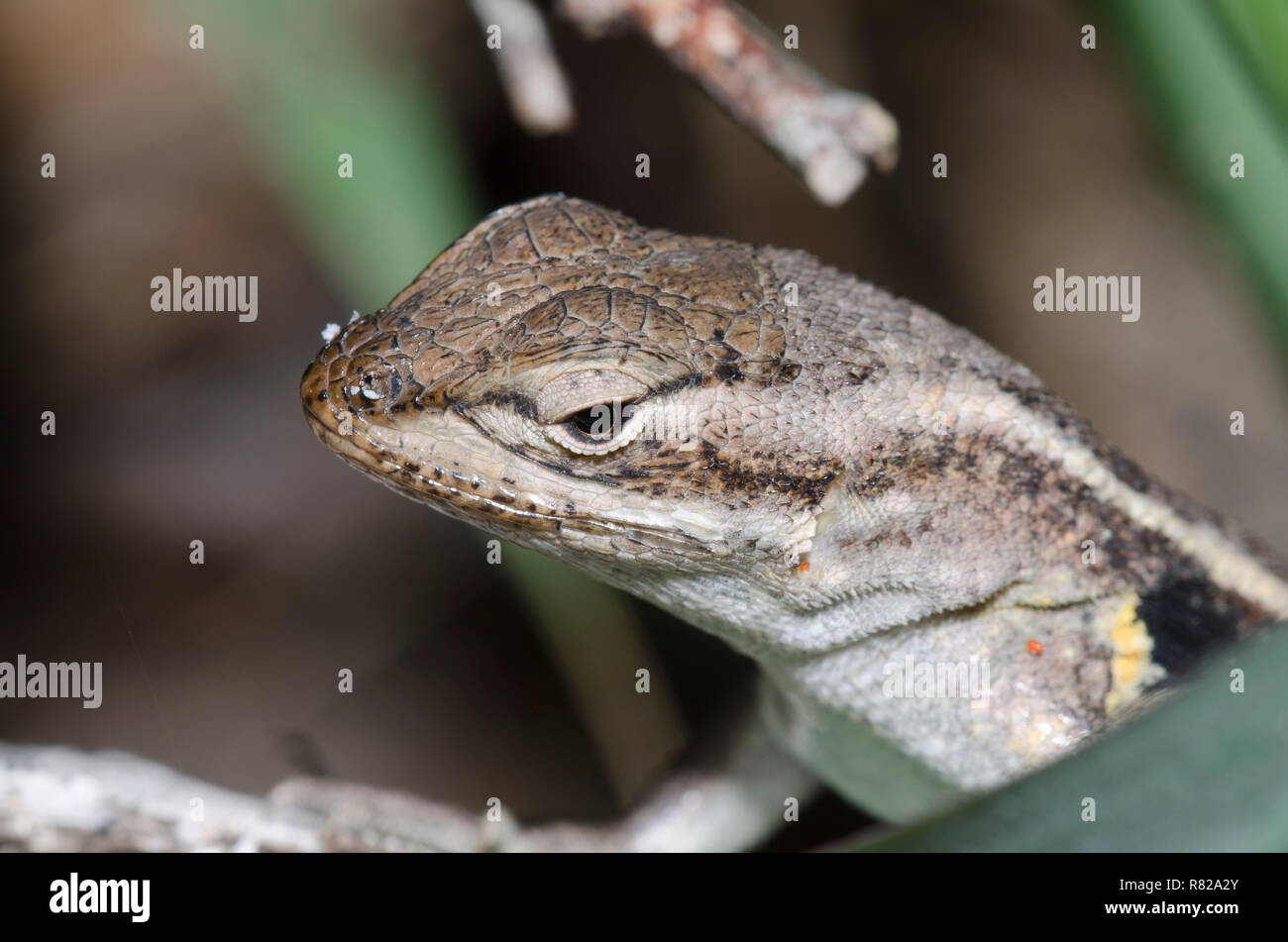 Ana hidalgo hi-res stock photography and images - Alamy