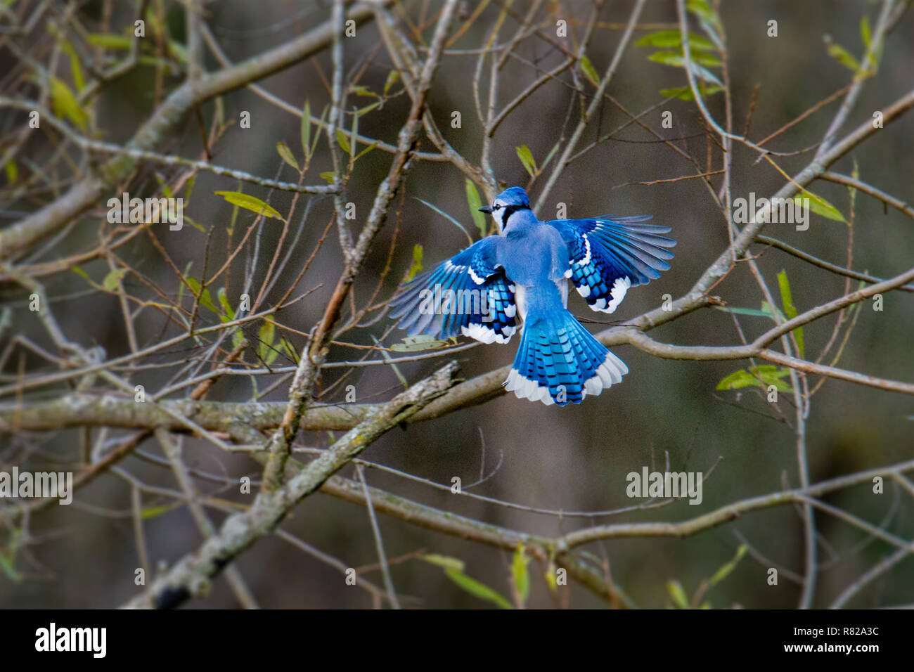 Jay in flight hi-res stock photography and images - Alamy