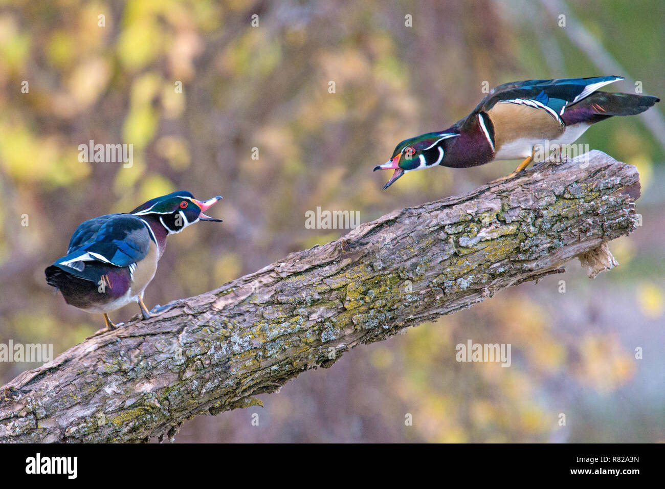 Two male Wood Ducks calling on log • Webster Pond, Syracuse, NY • Fall ...