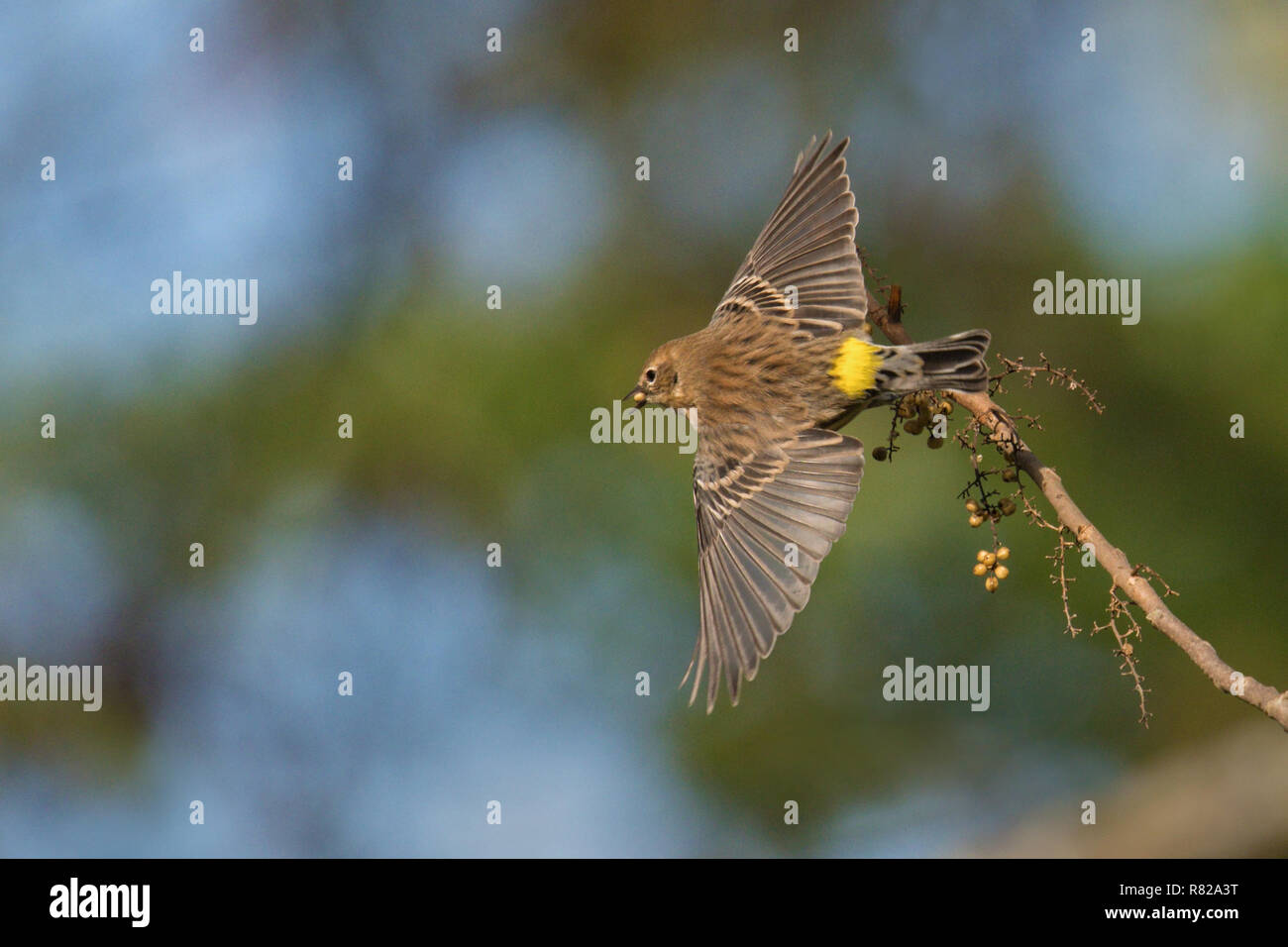 Yellow warbler in flight hi-res stock photography and images - Alamy