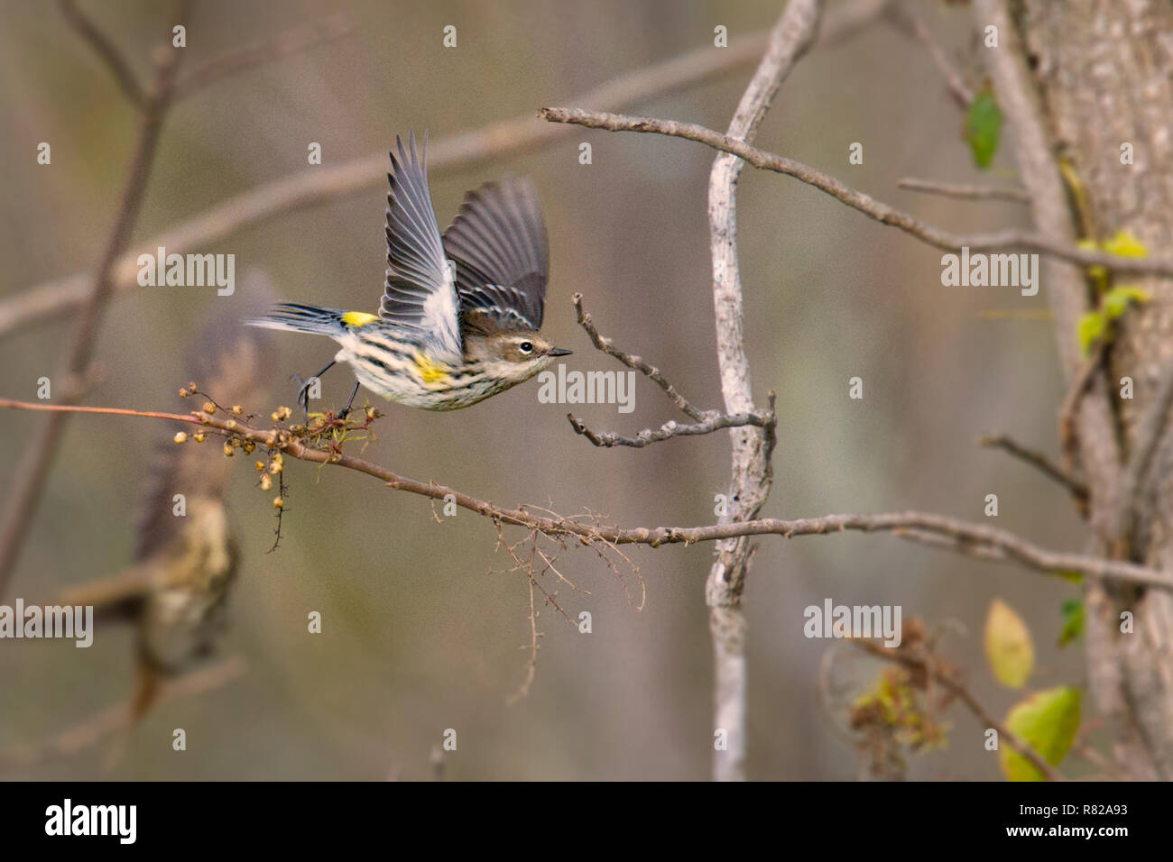 Yellow warbler in flight hi-res stock photography and images - Alamy