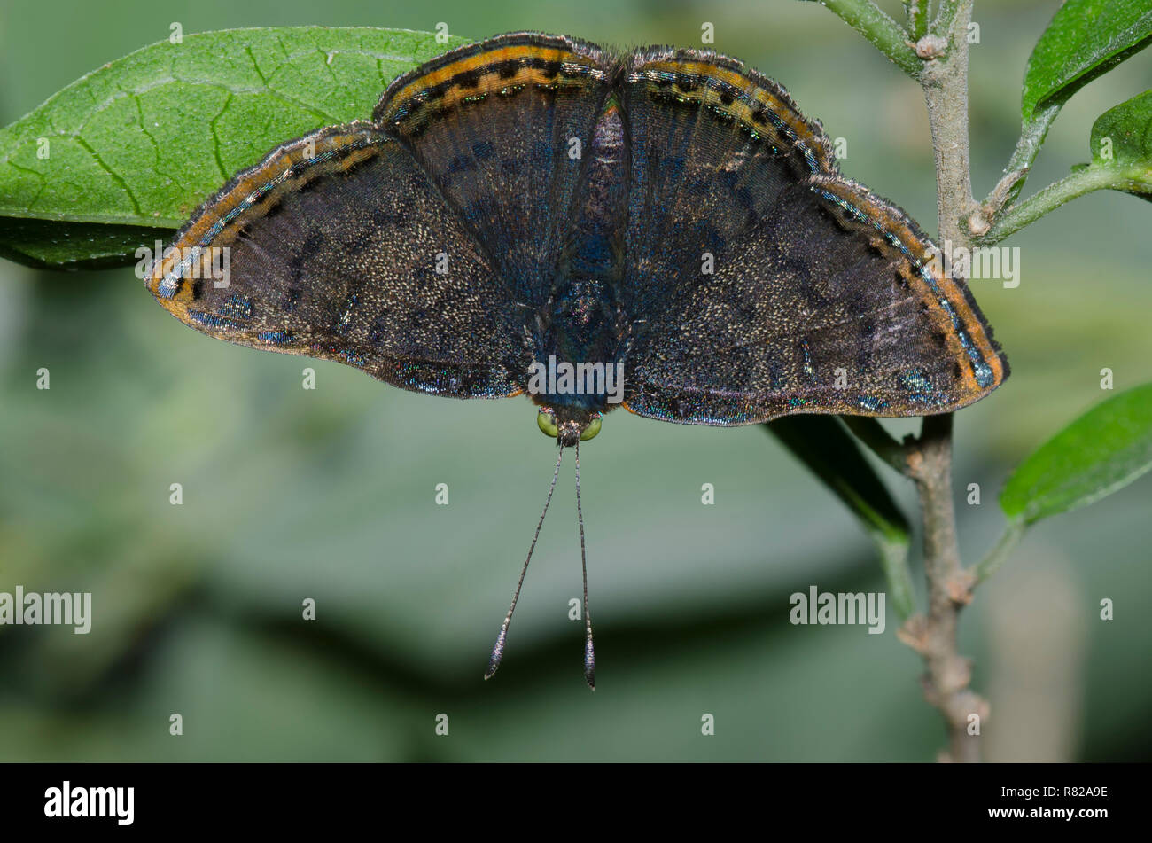 Caria ino hi-res stock photography and images - Alamy