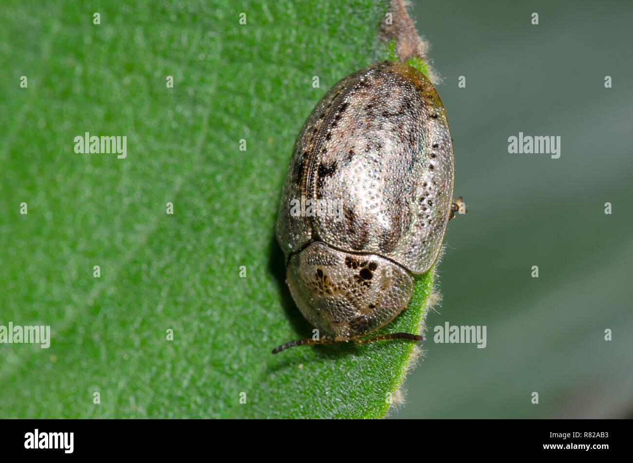 Wild Olive Tortoise Beetle, Physonota alutacea Stock Photo - Alamy