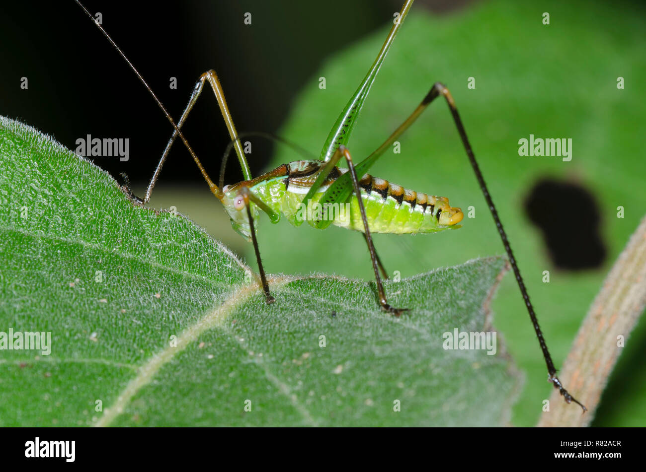 Short wing hi-res stock photography and images - Alamy