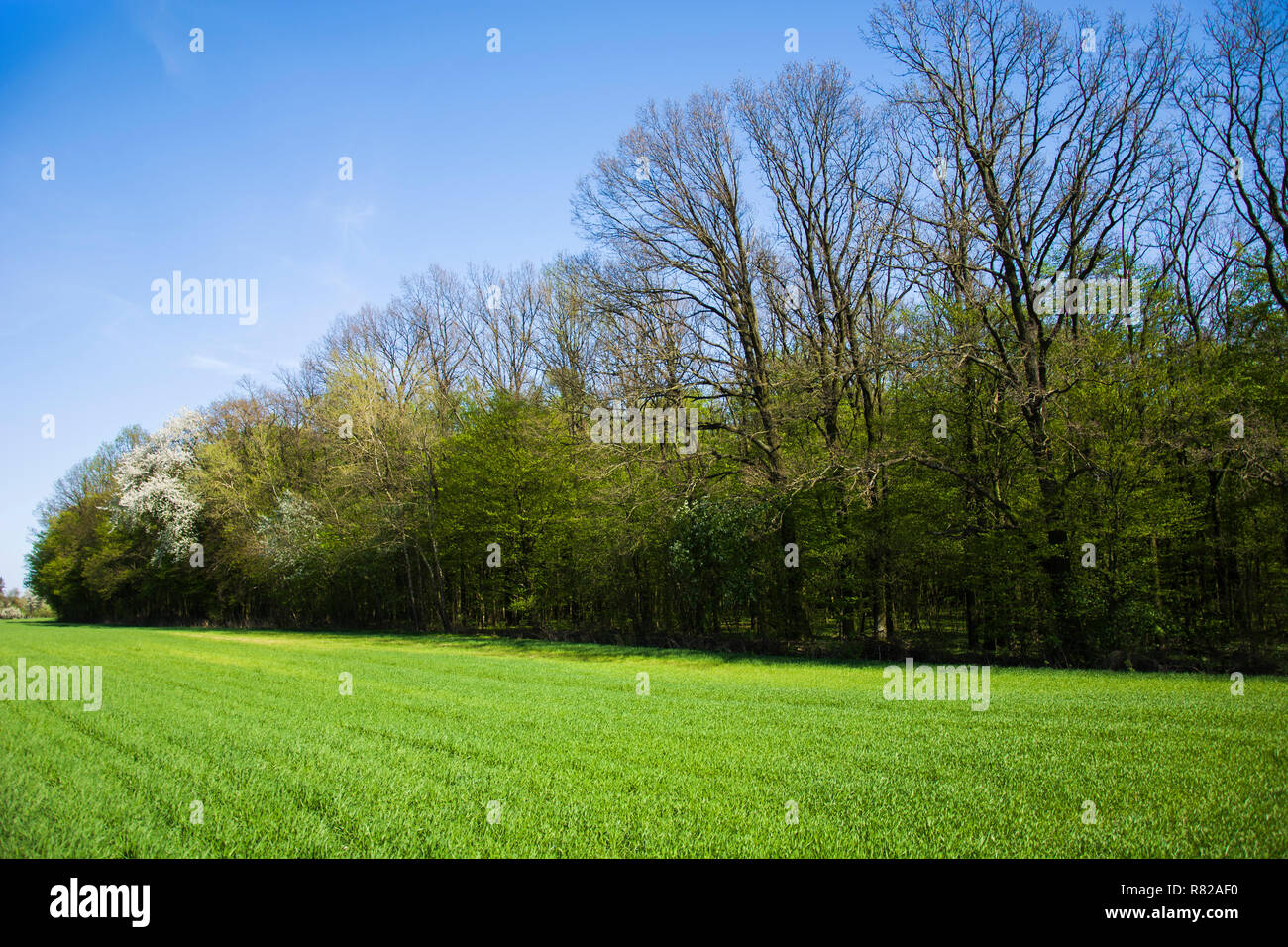 Forest field trees hi-res stock photography and images - Alamy
