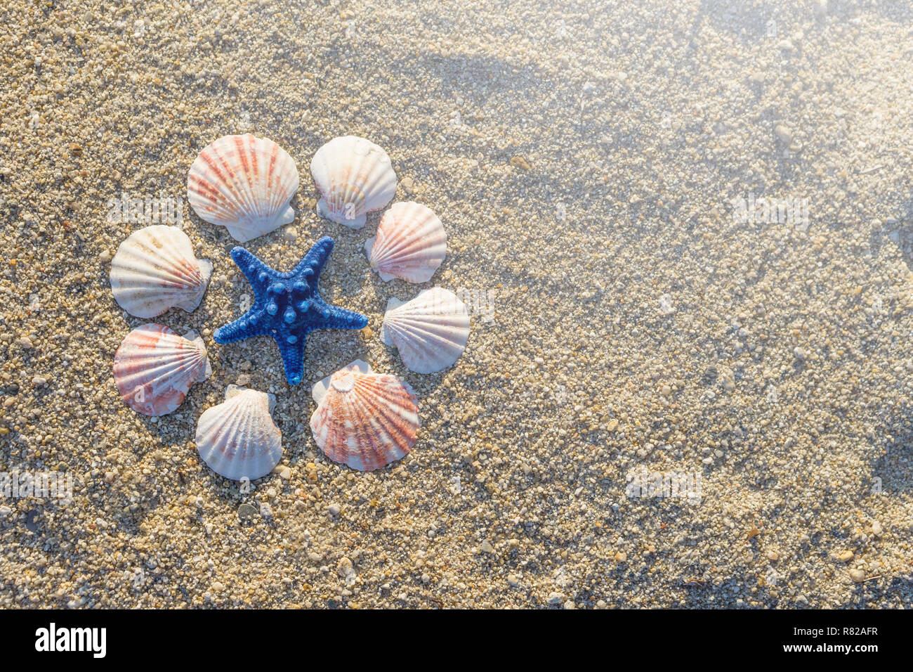 Blue starfish and shells circularly arranged on sand at the beach Stock ...