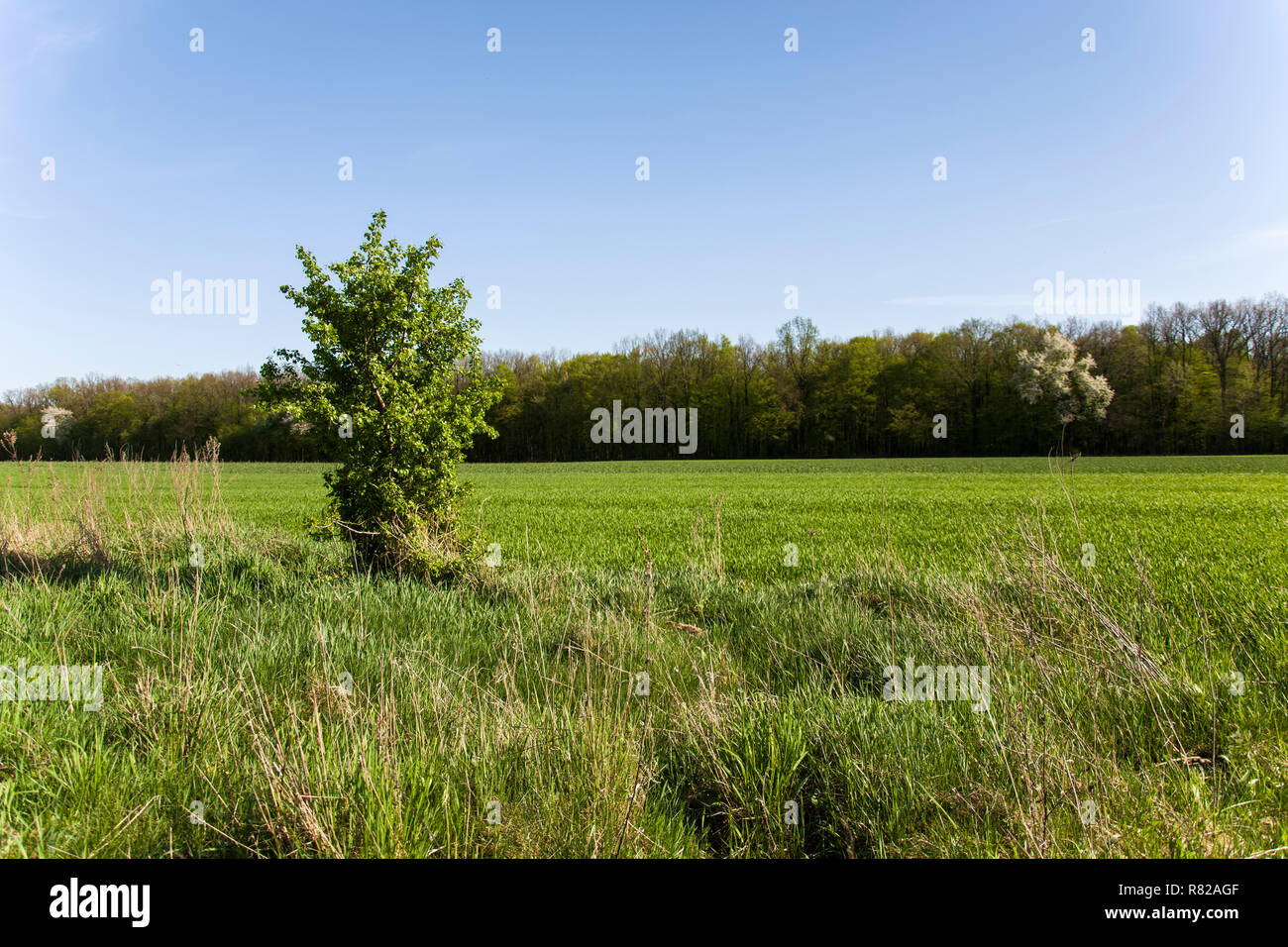 Small single leaf hi-res stock photography and images - Alamy