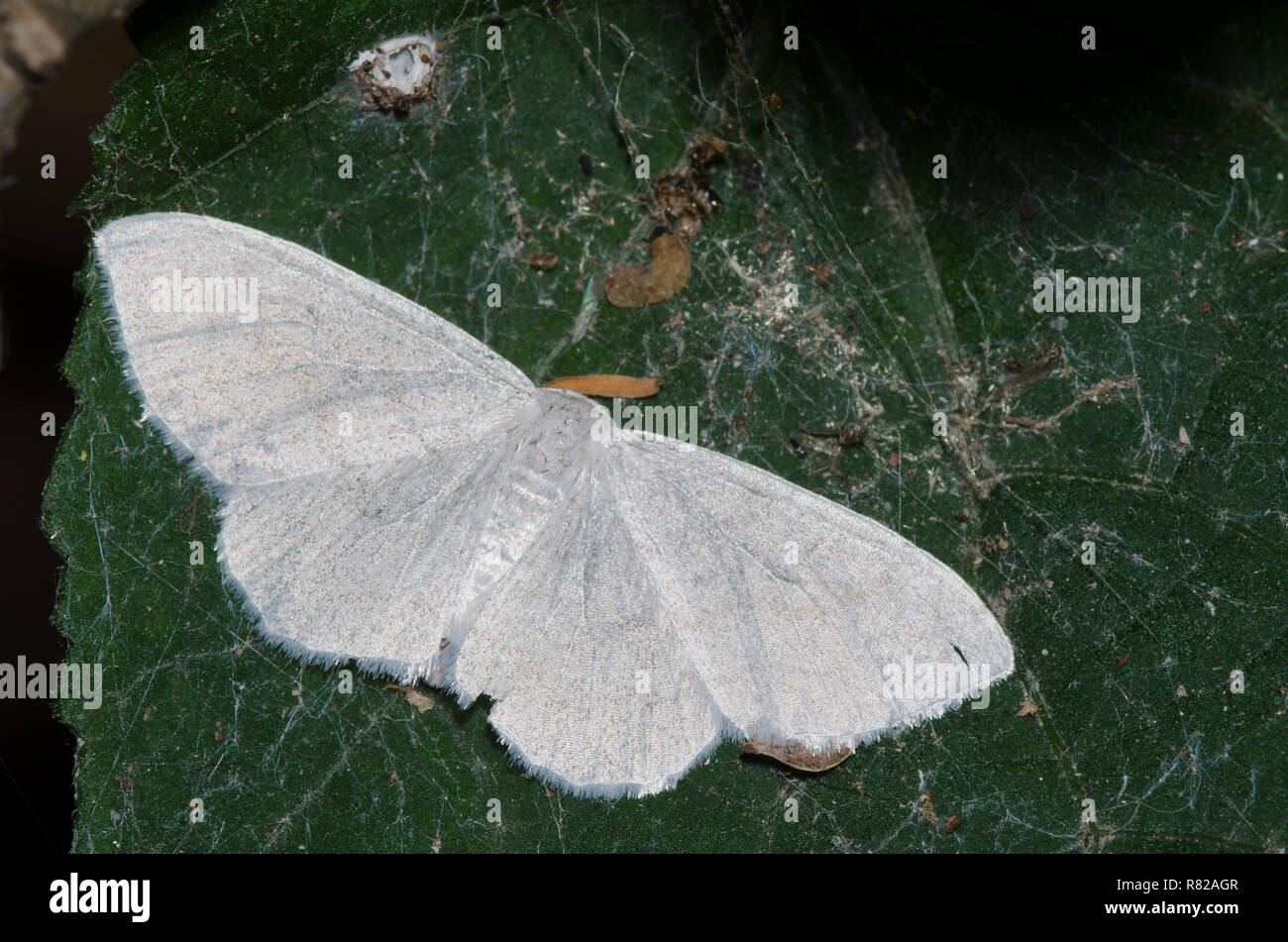 Geometrid Moth, Scopula sp Stock Photo - Alamy