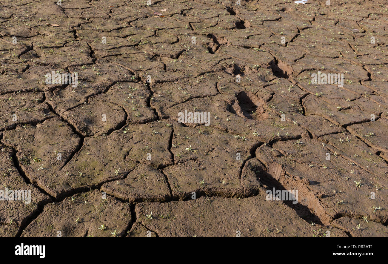 Foot prints on the empty lake bed, Alder Lake, Elbe, Washington Stock ...