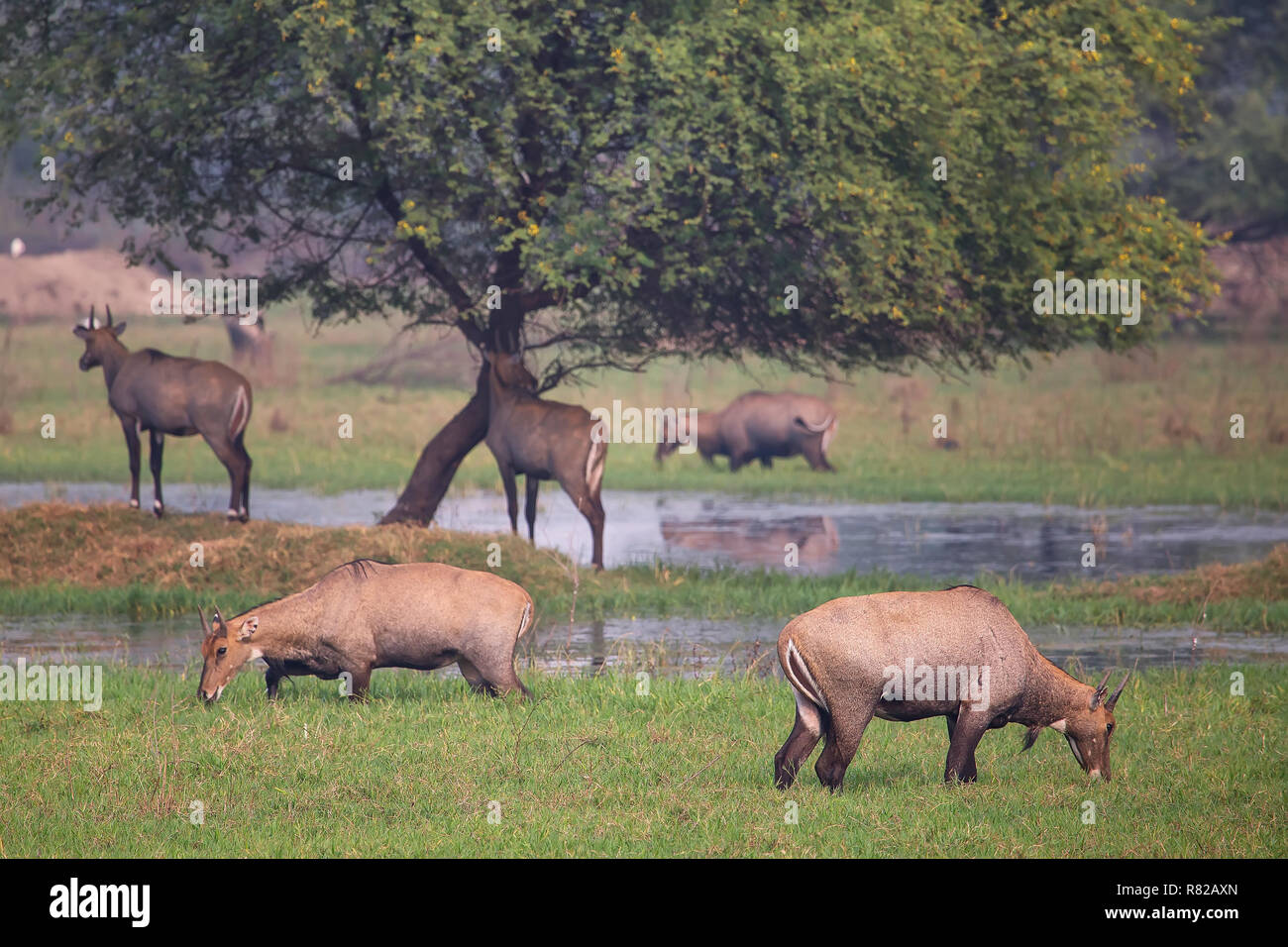 Nilgai antelopes (Boselaphus tragocamelus) in Keoladeo Ghana National ...