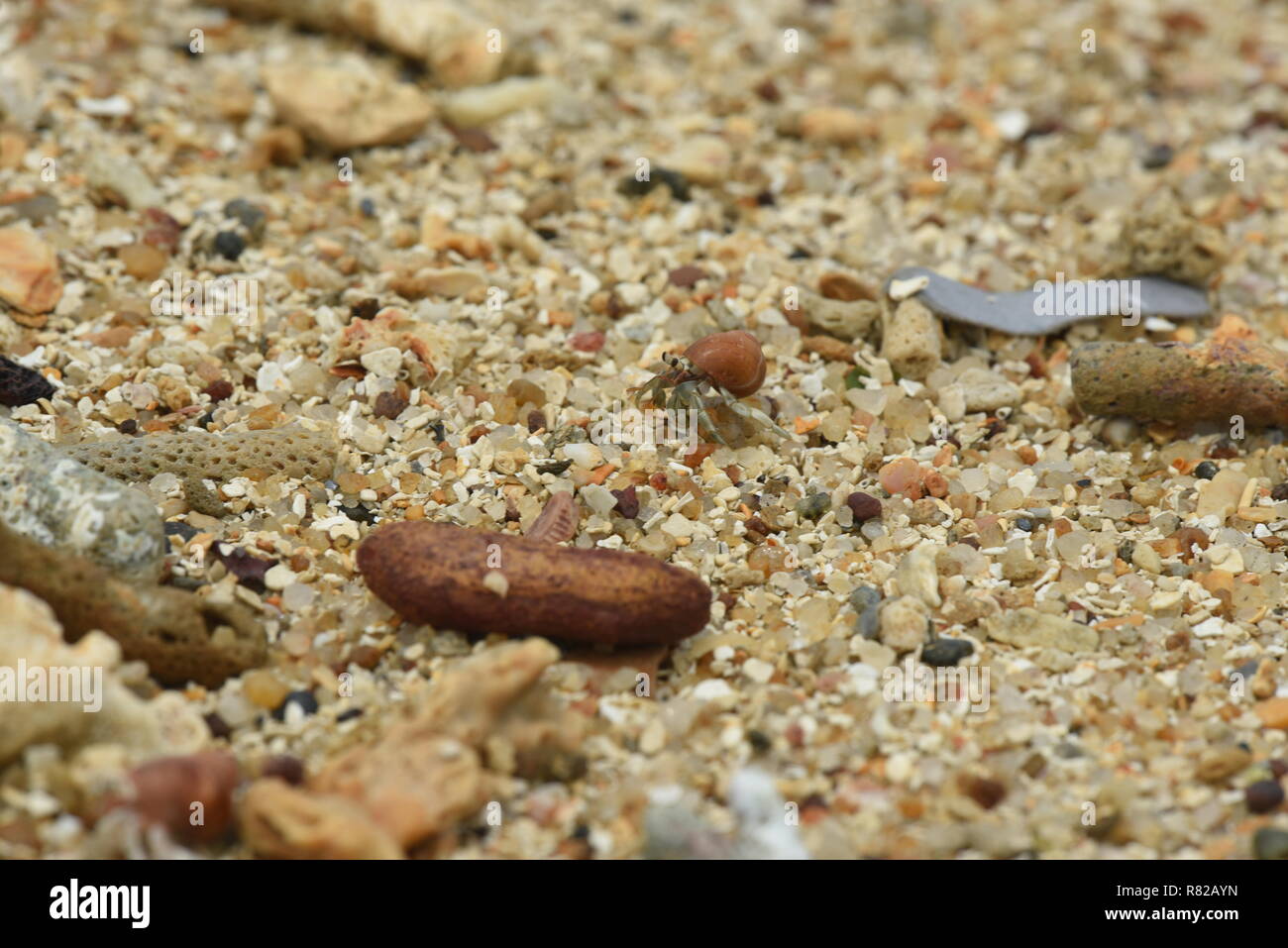 Crab Shells High Resolution Stock Photography and Images - Alamy