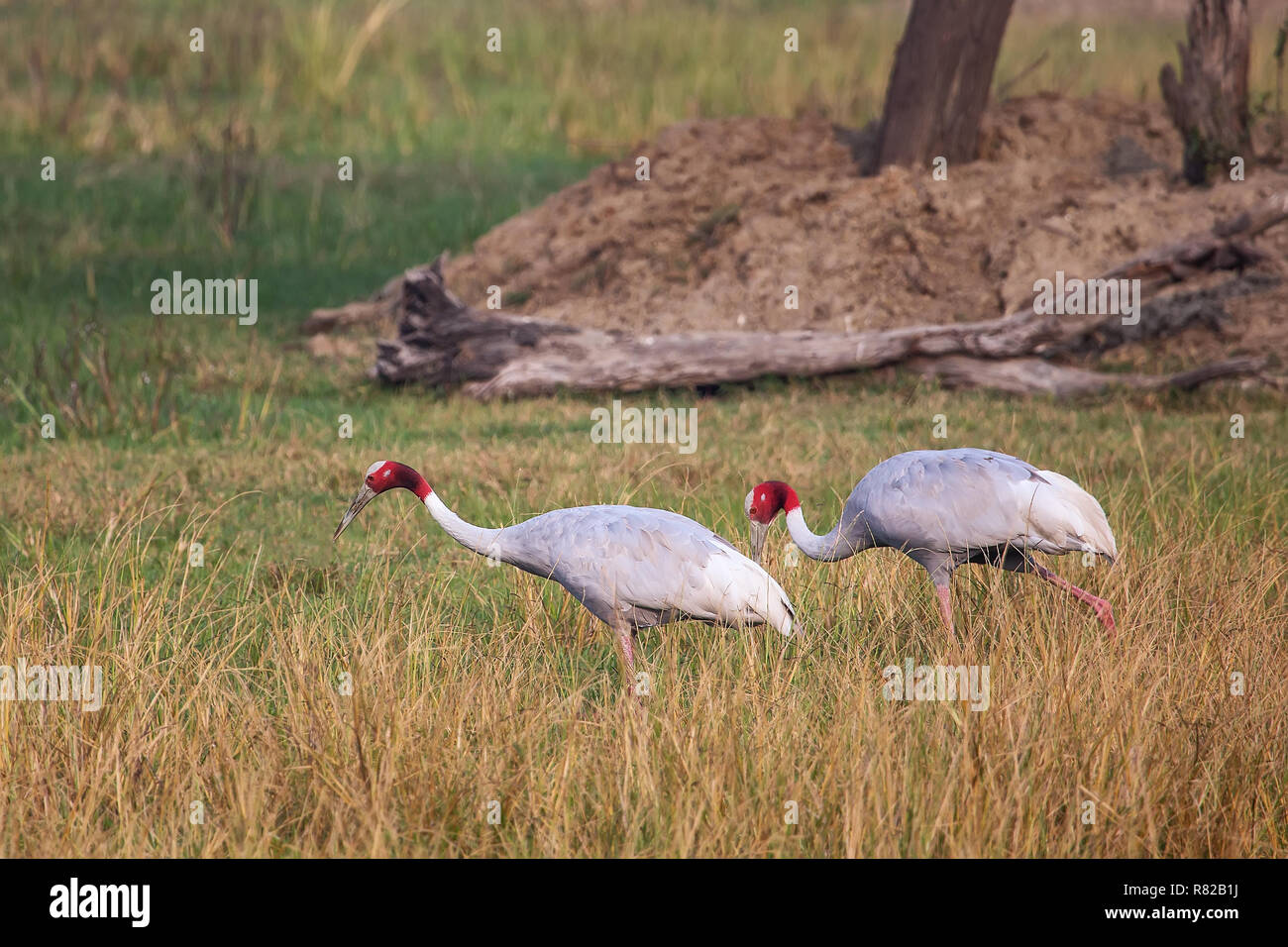 Indian crane bird hi-res stock photography and images - Alamy