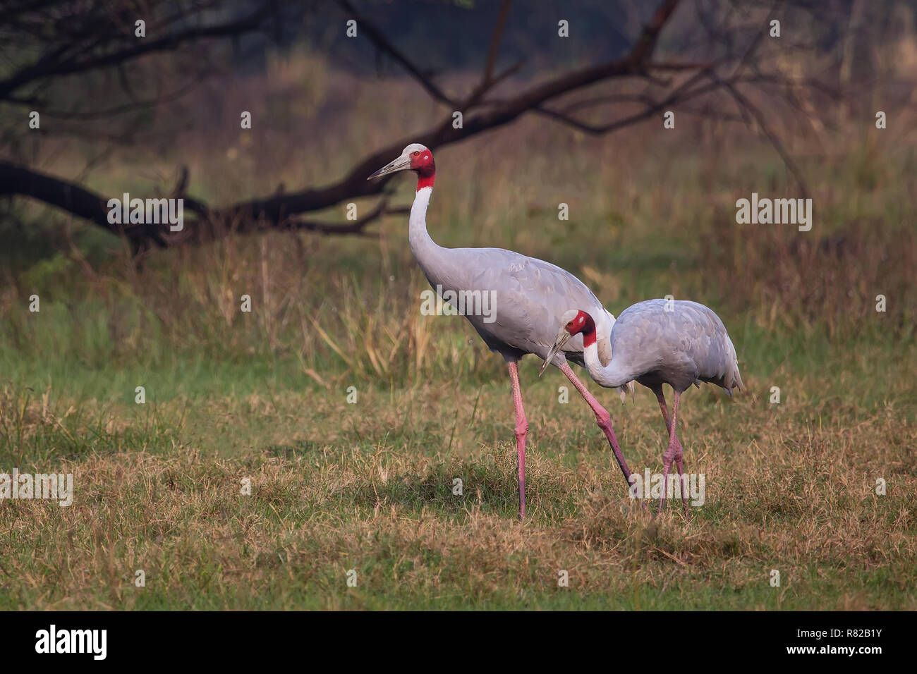 Sarus indian crane bird hi-res stock photography and images - Alamy