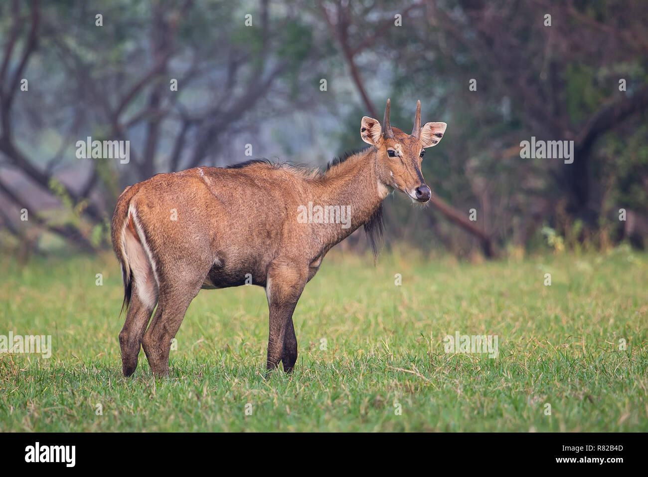 Male Nilgai (Boselaphus tragocamelus) standing in Keoladeo Ghana ...