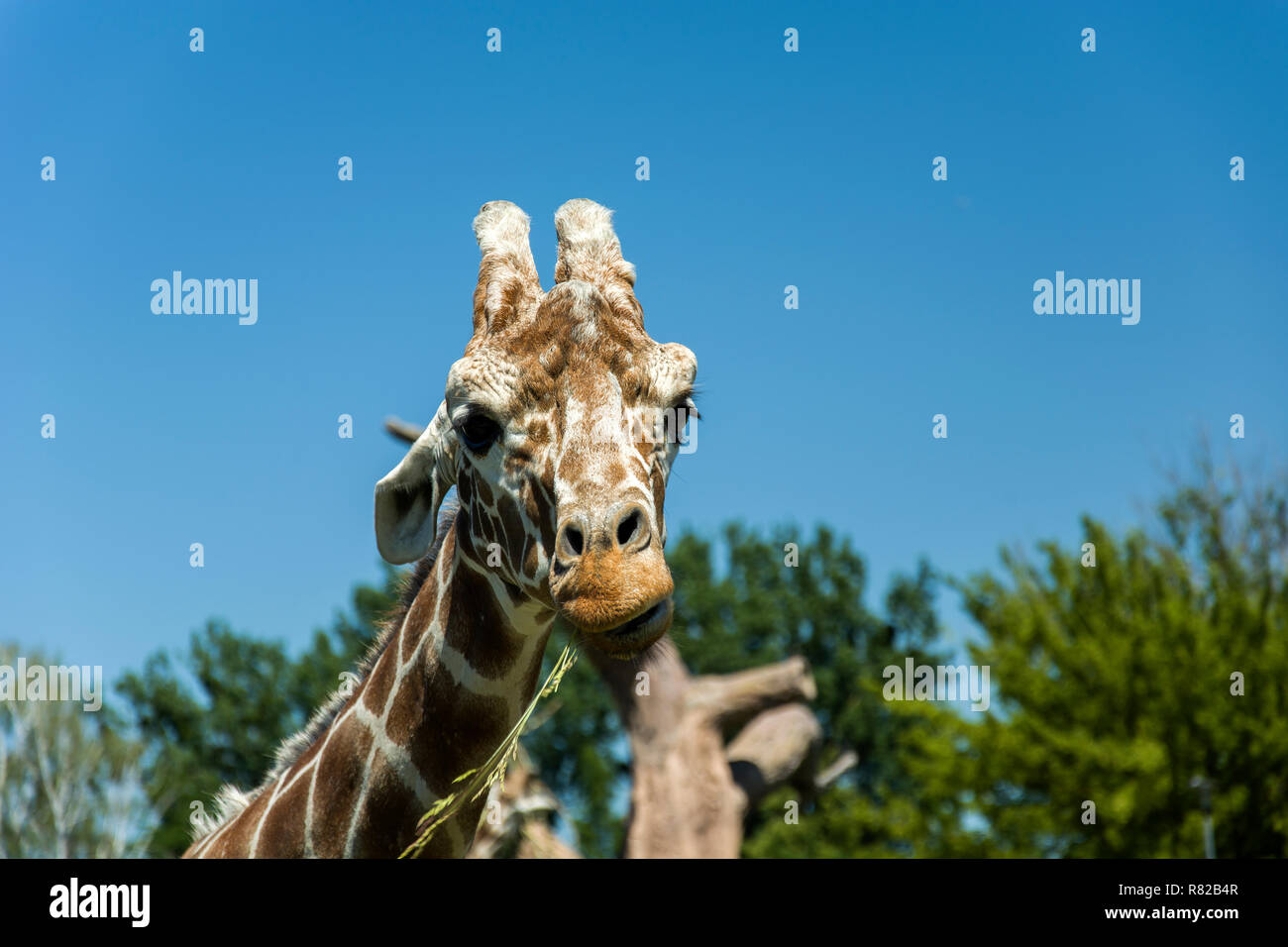 Giraffe nose hi-res stock photography and images - Alamy