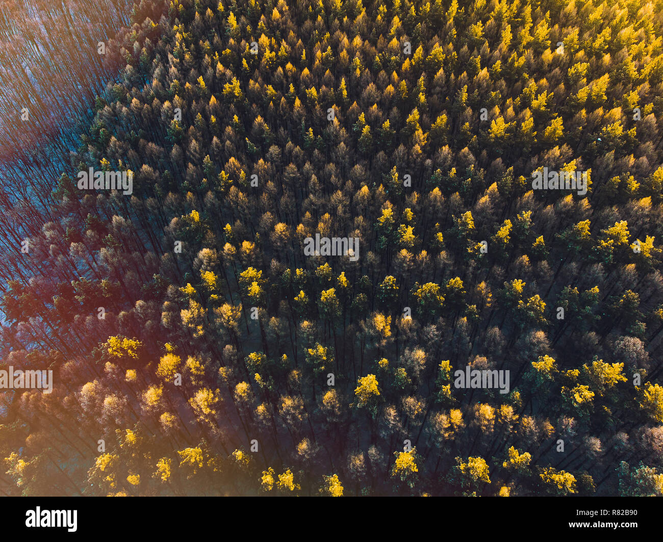 Aerial Top View Deciduous Forest High Resolution Stock Photography and ...