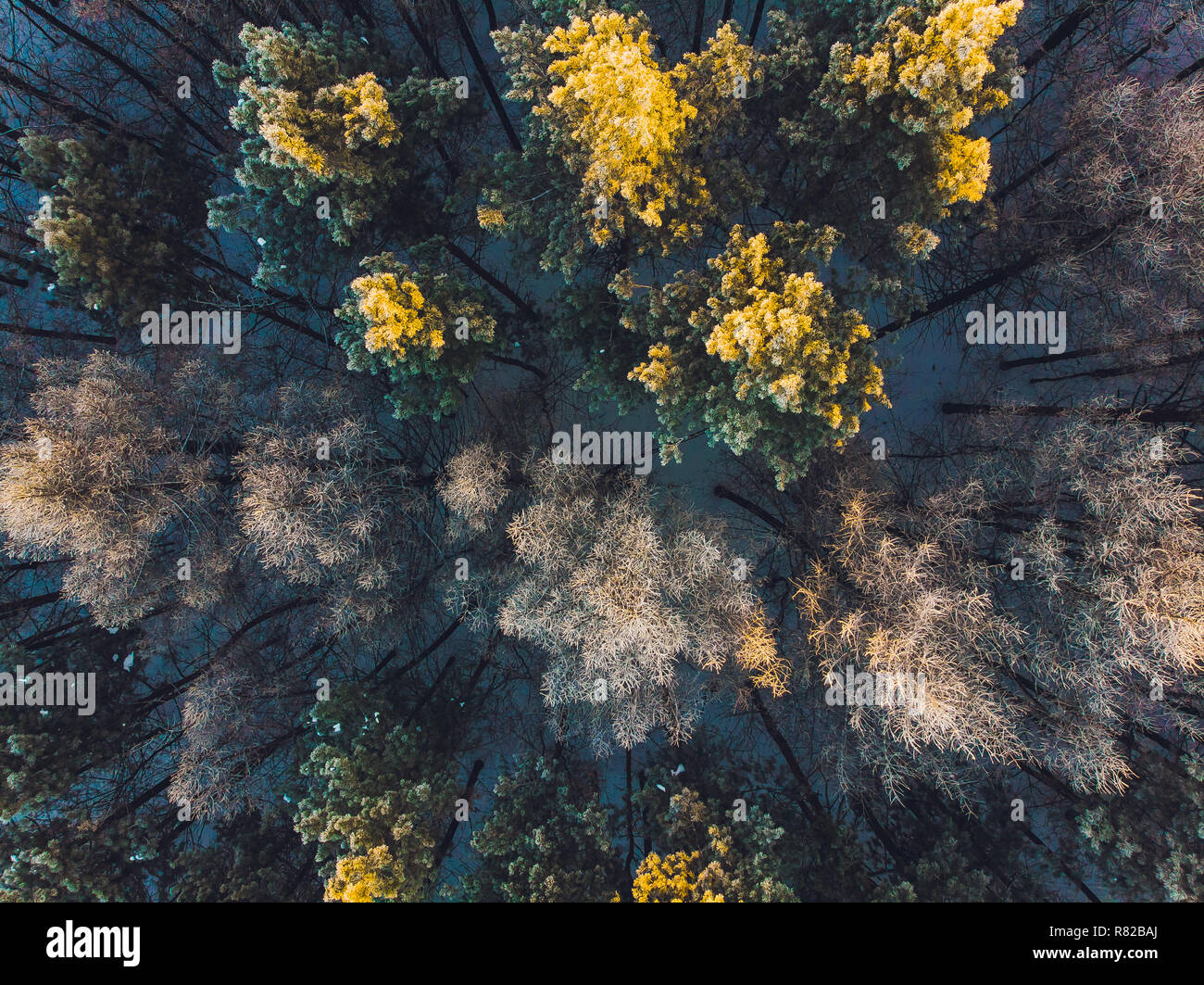 Air flight over snow pine hi-res stock photography and images - Alamy