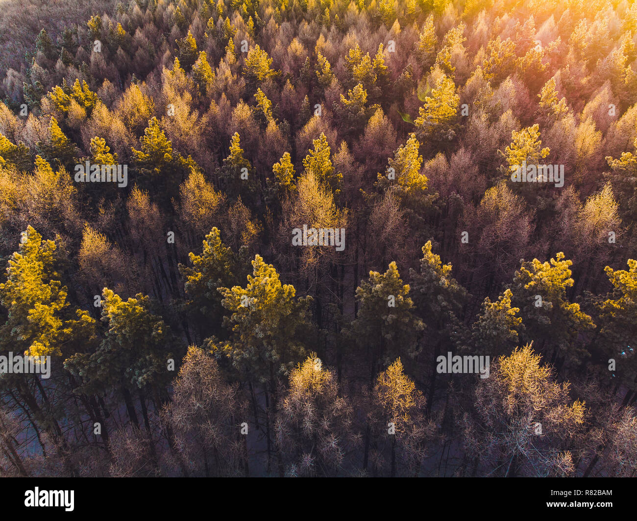 Air flight over snow pine hi-res stock photography and images - Alamy