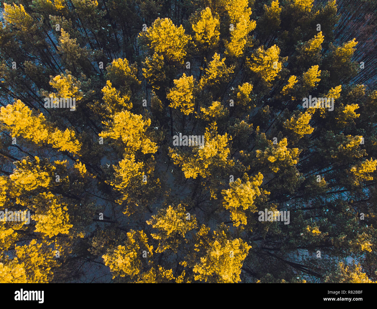 Summer woodland flying over top hi-res stock photography and images - Alamy