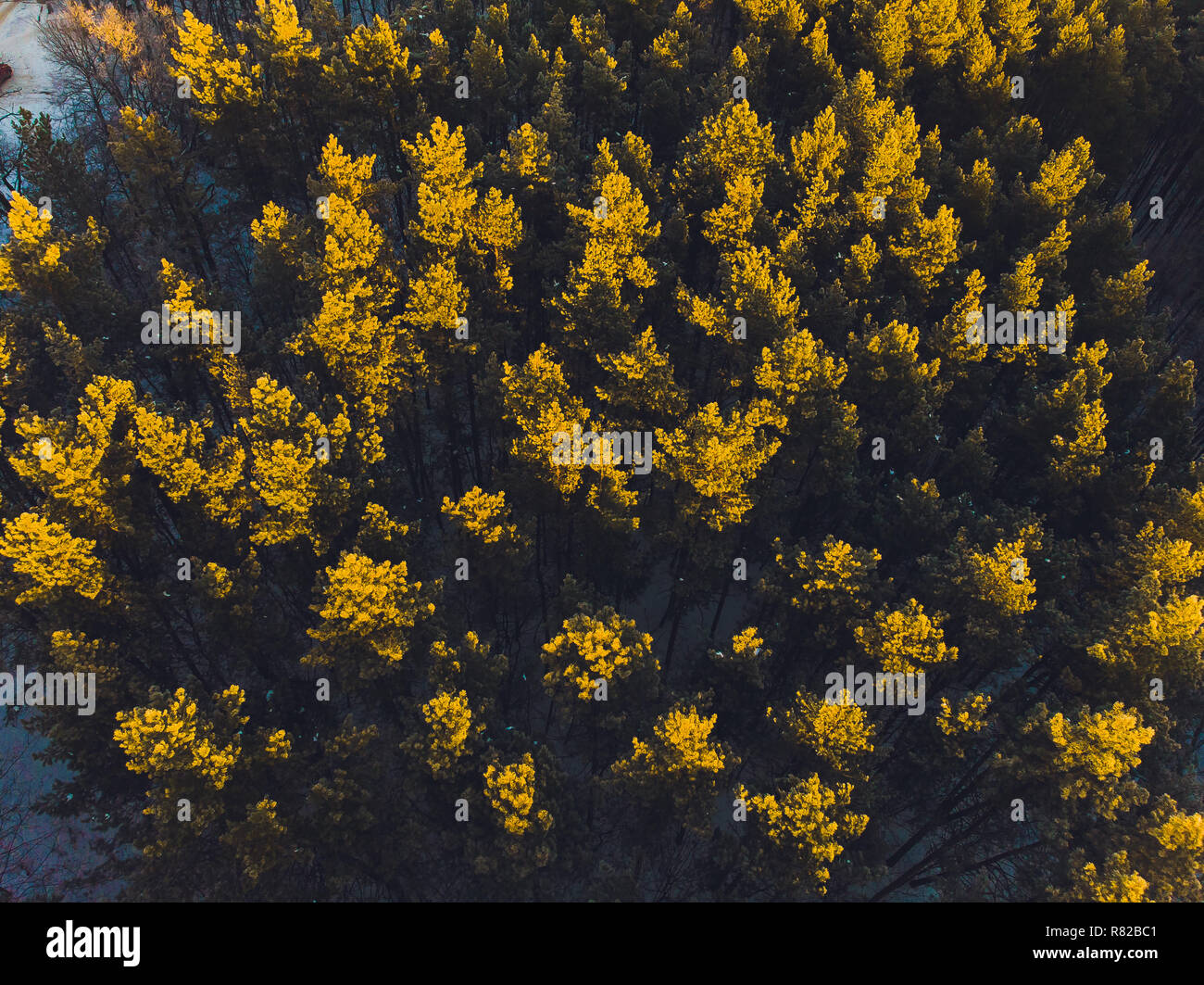 Air flight over snow pine hi-res stock photography and images - Alamy
