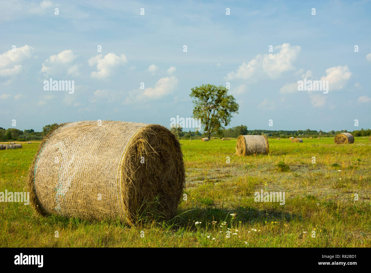 Round hay bales in green hi-res stock photography and images - Alamy