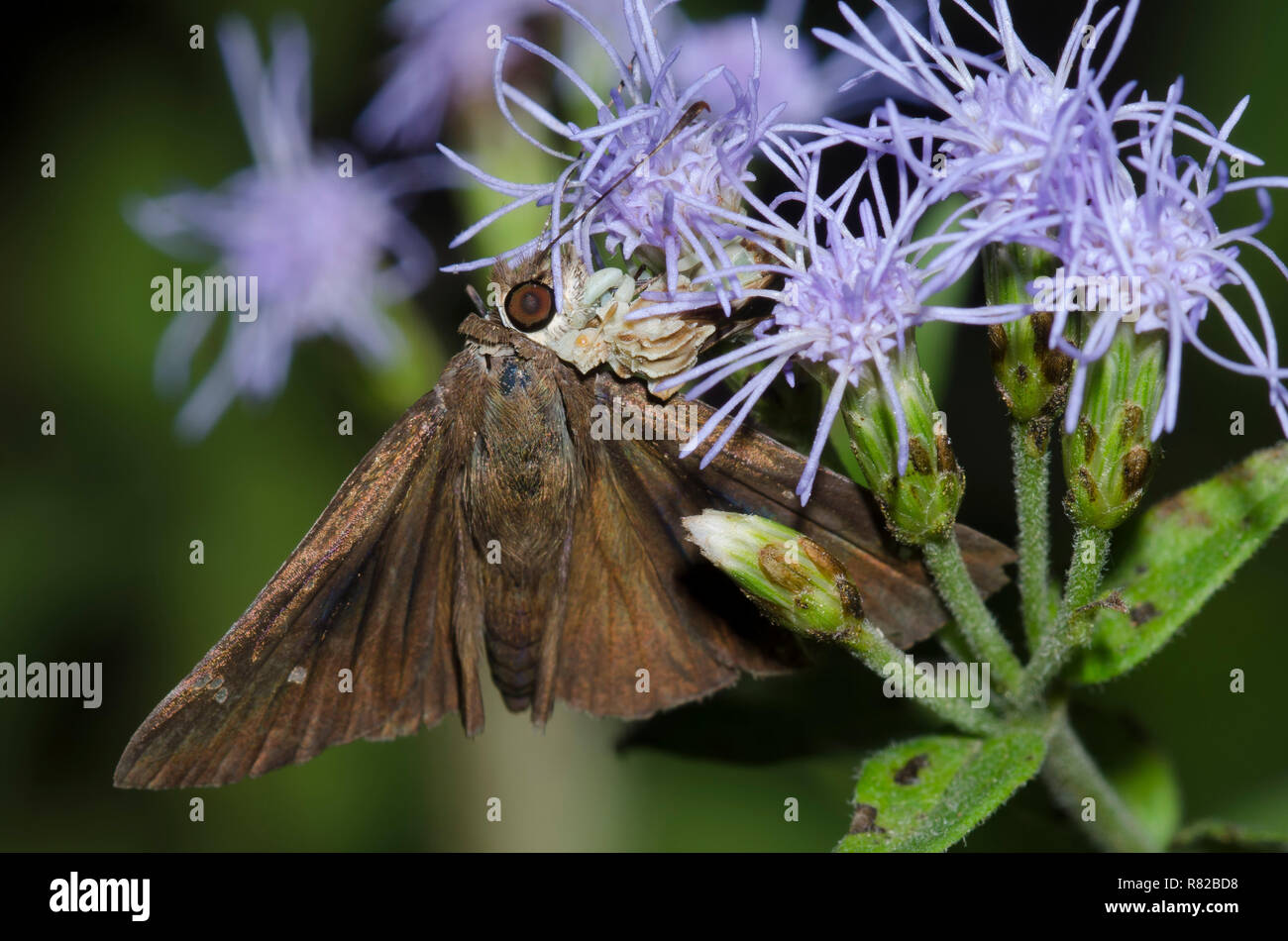Phymata sp hi-res stock photography and images - Alamy