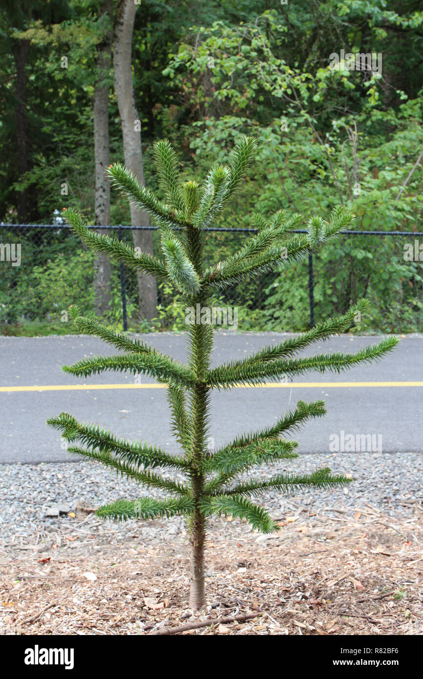 A sparse three foot tall pine tree growing along the side of the road ...