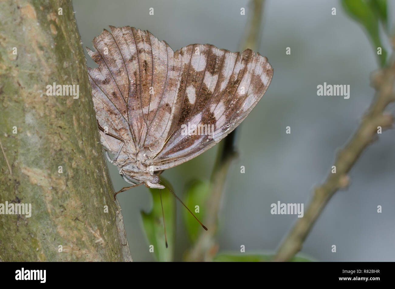 Mexican Bluewing, Myscelia ethusa, worn and tattered Stock Photo - Alamy