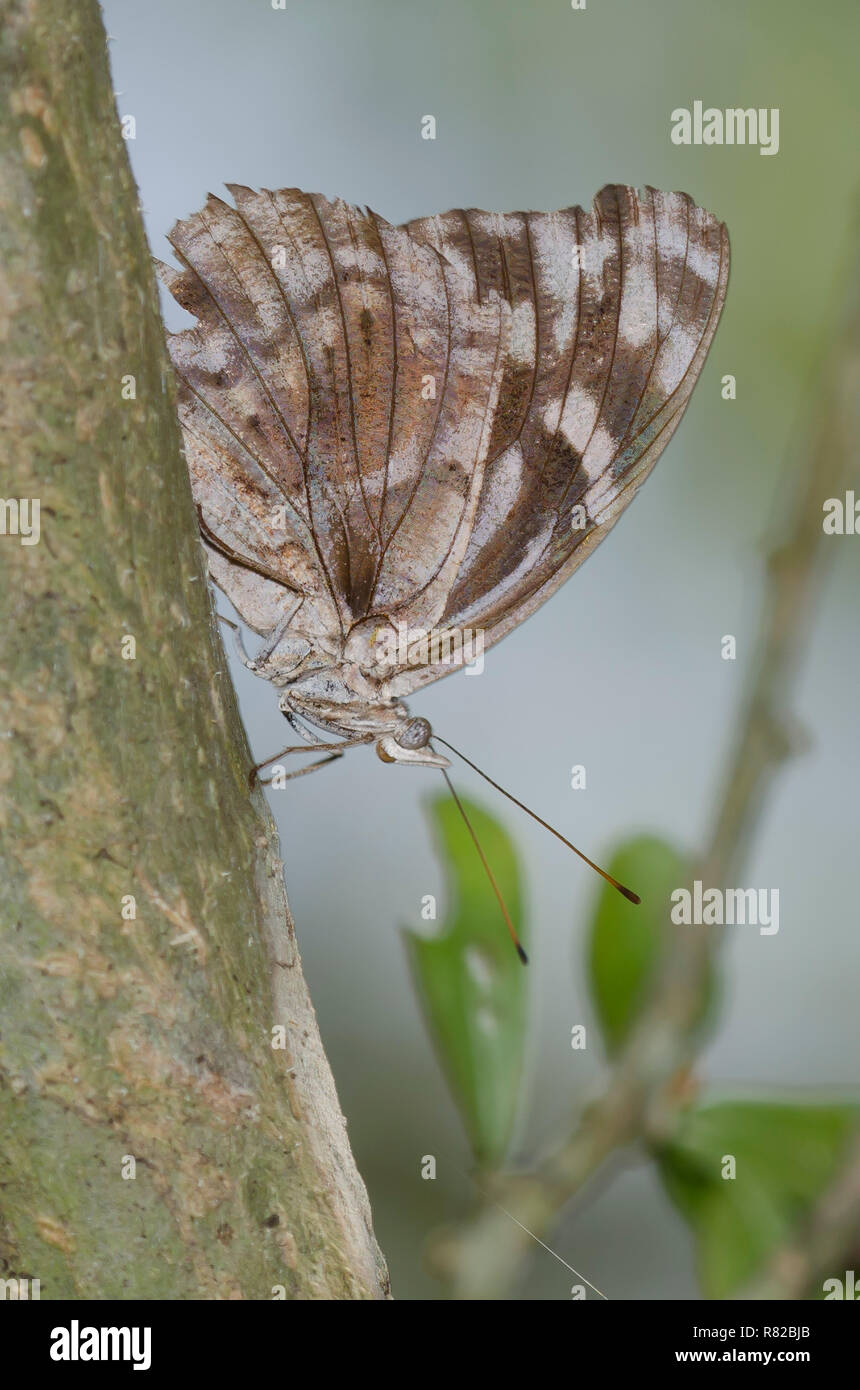 Mexican Bluewing, Myscelia ethusa, worn and tattered Stock Photo - Alamy