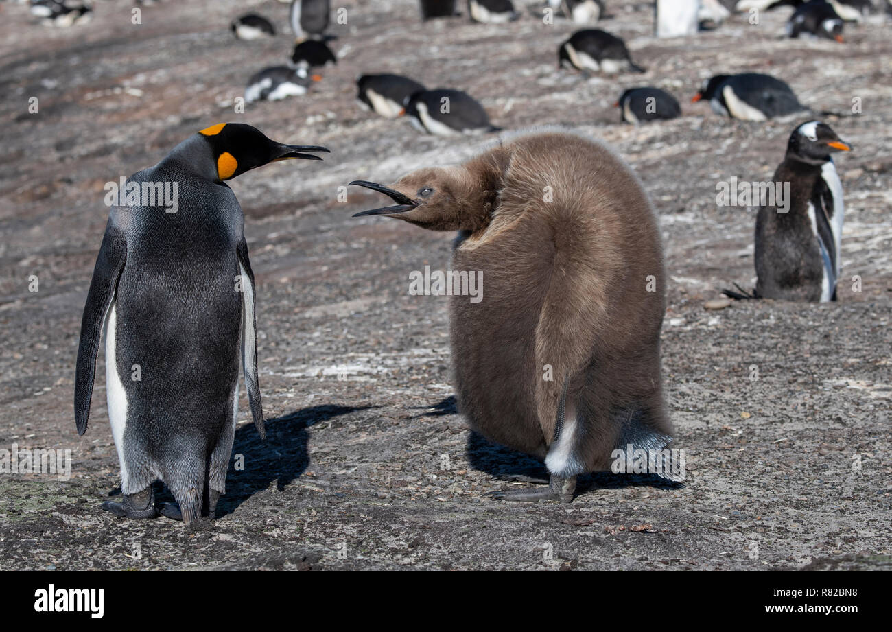 Fat Penguin Baby