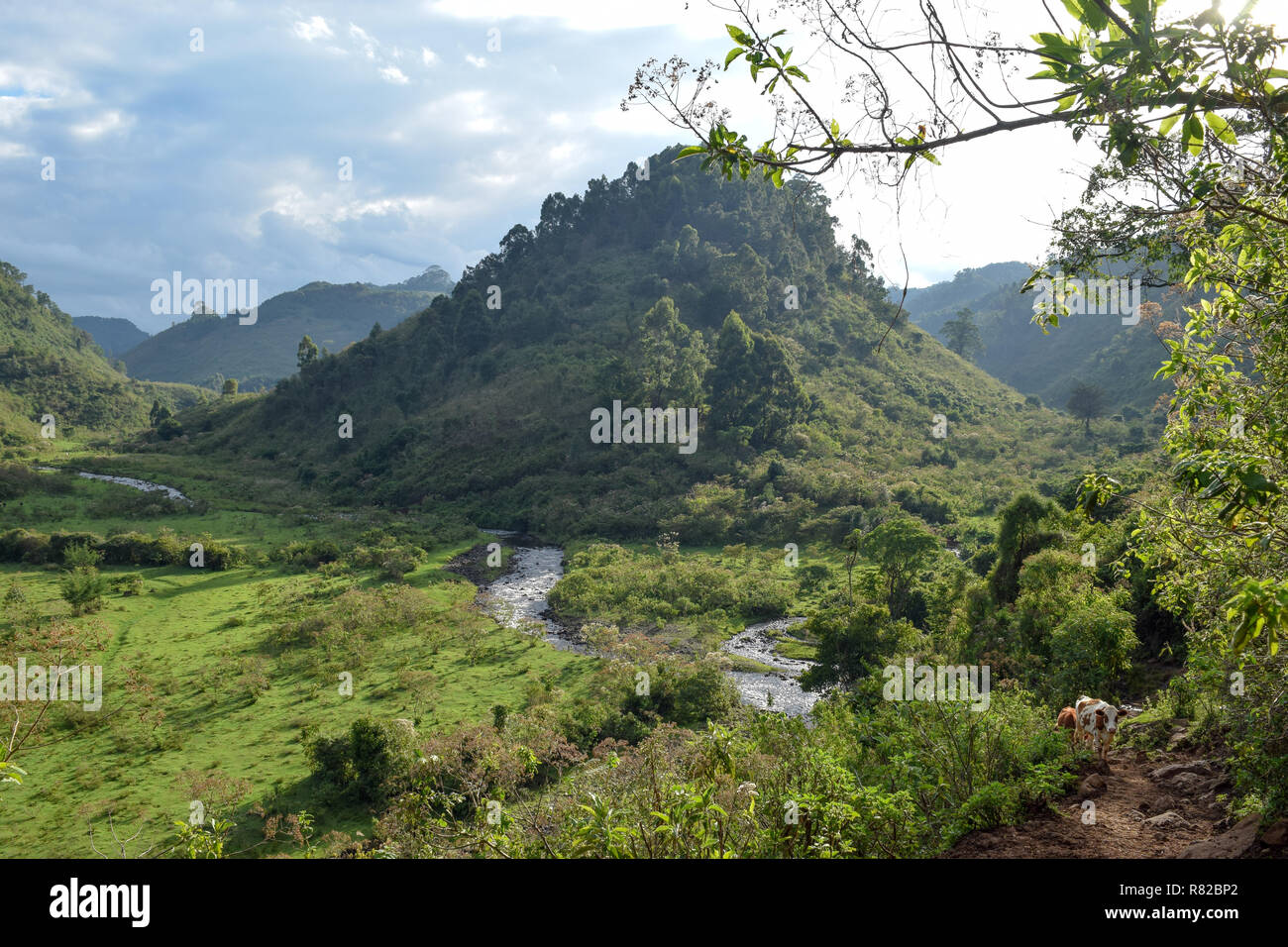 Chania River and Zaina waterfall in Nyeri County, Kenya Stock Photo - Alamy