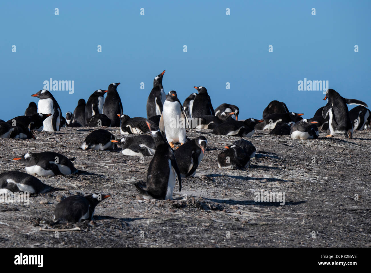 Saunders island gentoo hi-res stock photography and images - Alamy