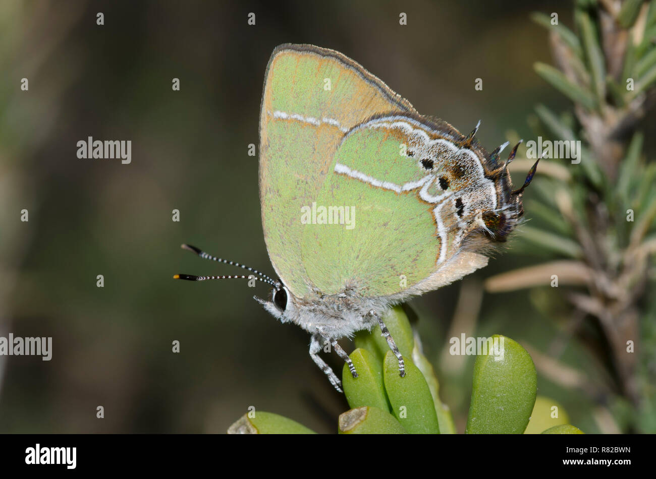 Xami hi-res stock photography and images - Alamy
