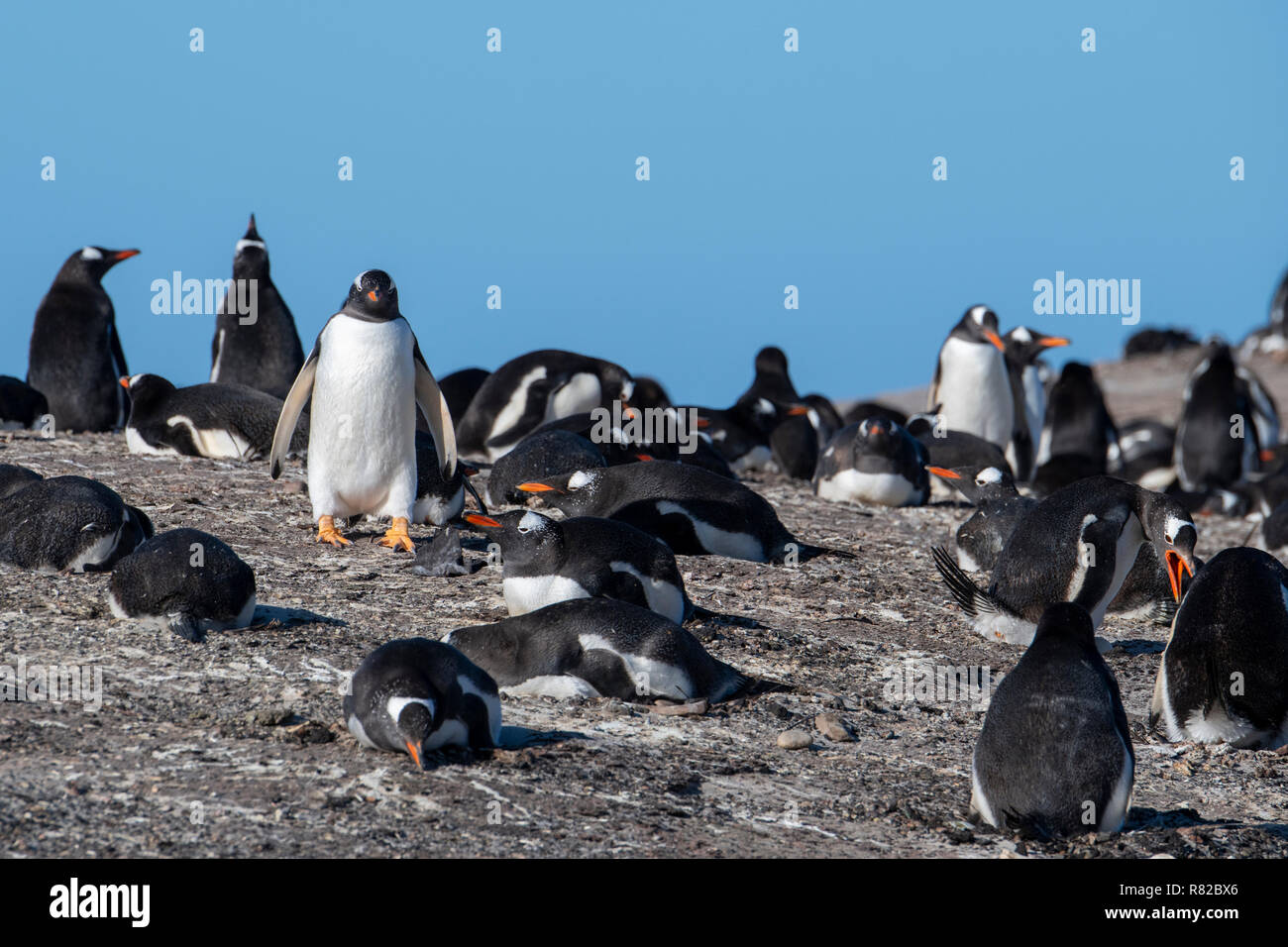 Saunders island gentoo hi-res stock photography and images - Alamy