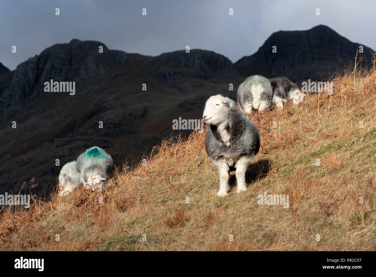 Tupping time hi-res stock photography and images - Alamy