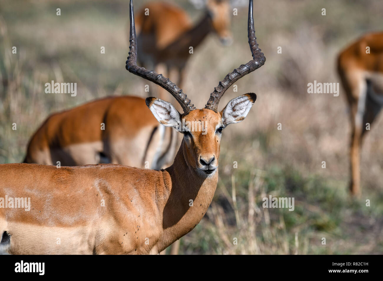 Lyre shaped horns hi-res stock photography and images - Alamy