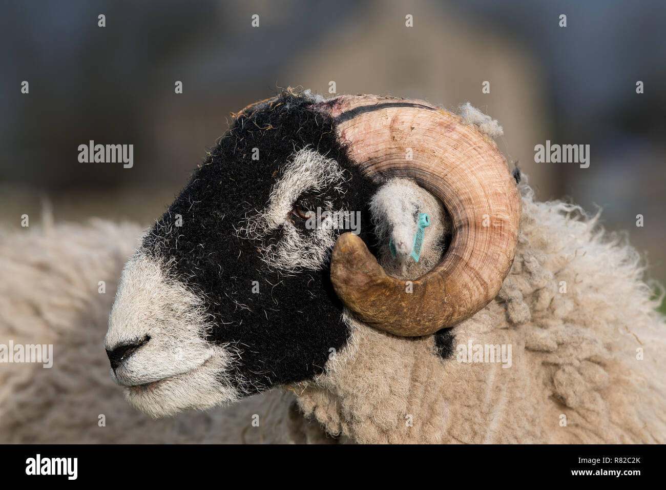 A Pedigree Swaledale Ram High Resolution Stock Photography and Images ...