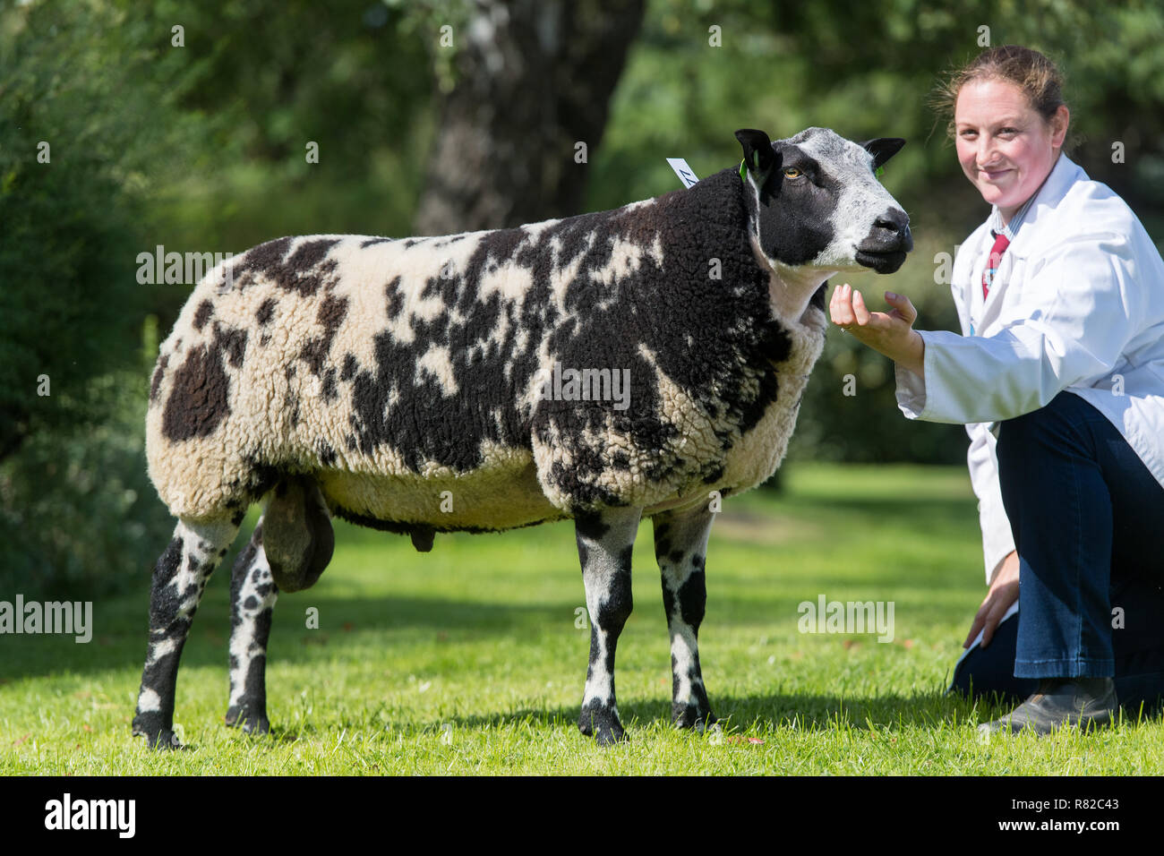 Dutch Spotted Sheep, a breed imported into the UK from the Netherlands ...