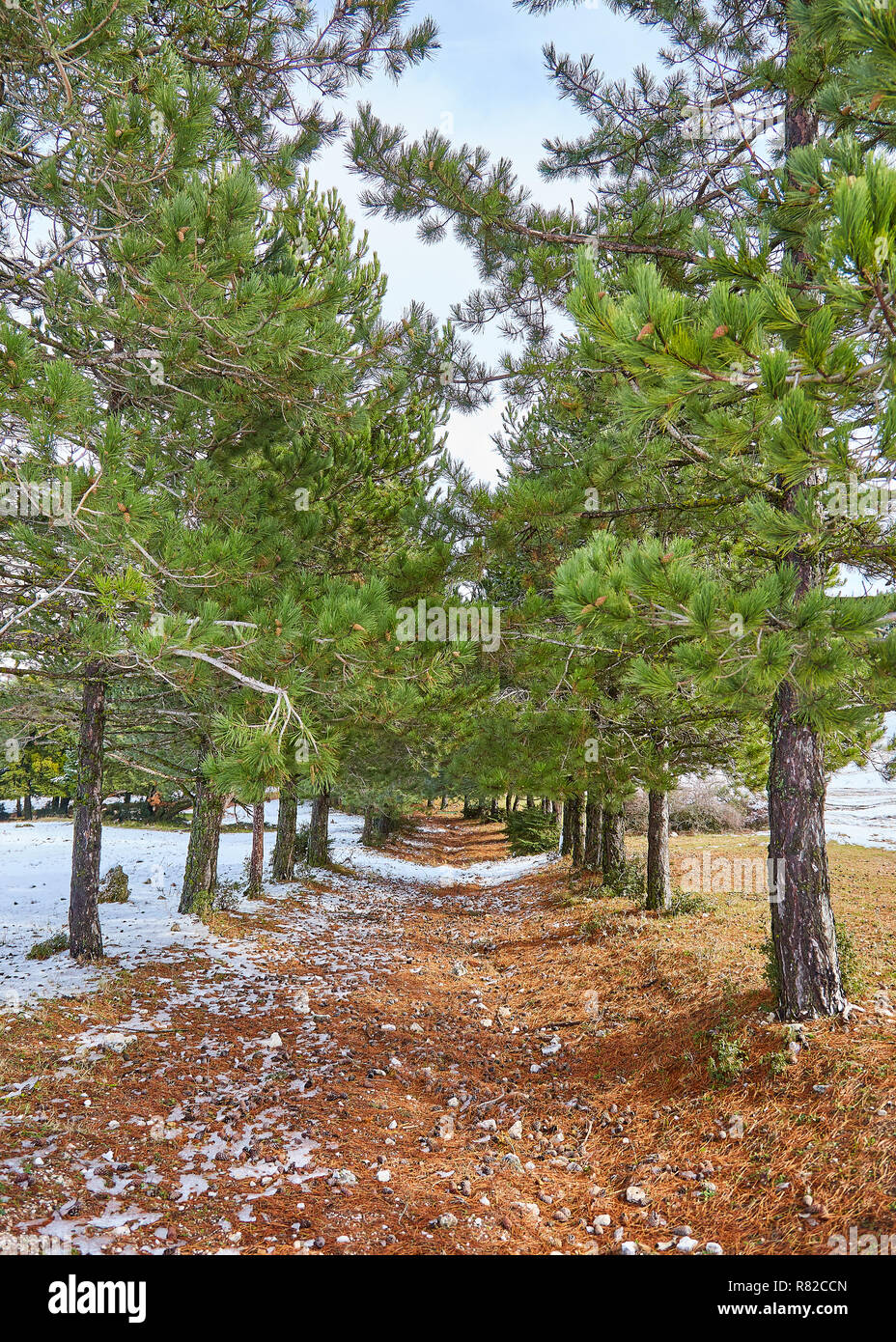 Beautiful scenic view of snowy forest with tall Pine trees during ...