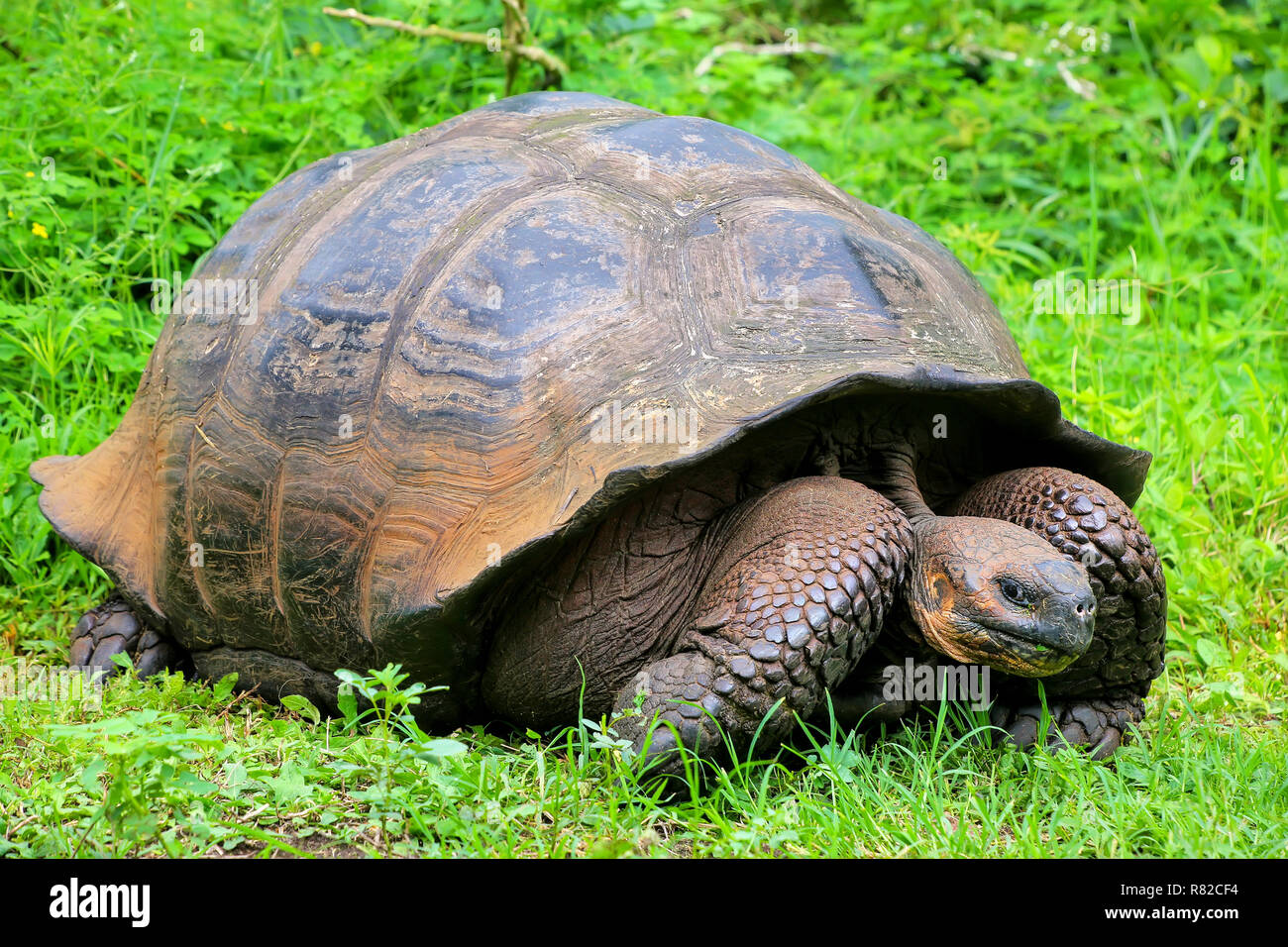 Galapagos giant tortoise (Geochelone elephantopus) on Santa Cruz Island ...