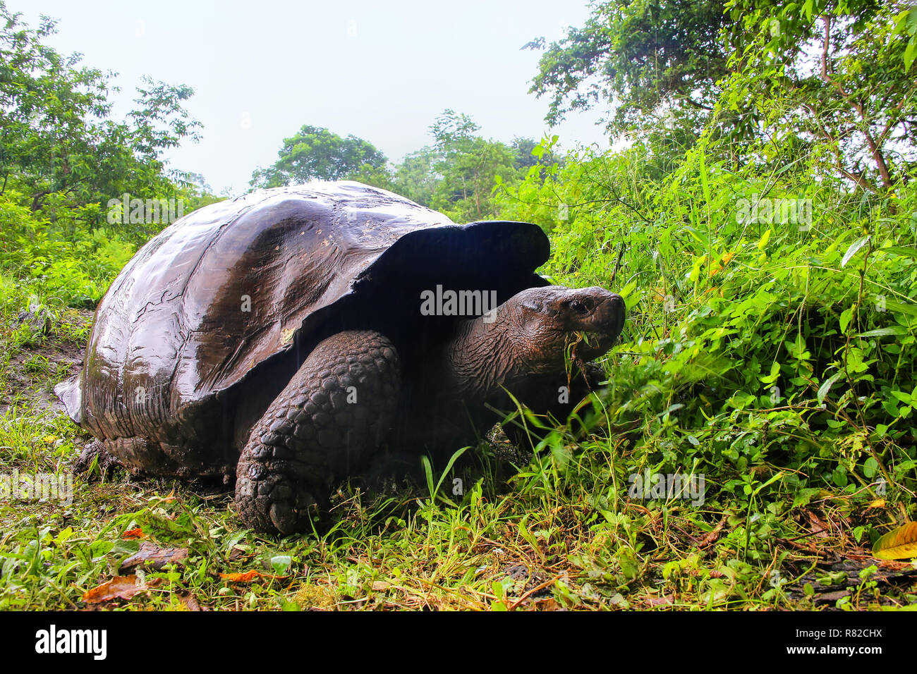 Big tortoise hi-res stock photography and images - Alamy
