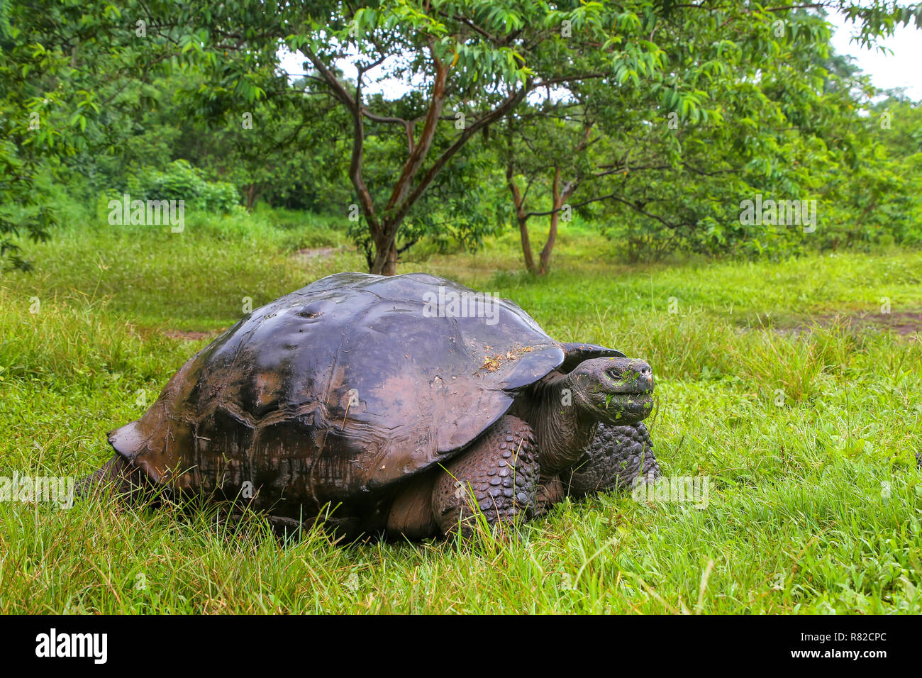 Galapagos giant tortoise (Geochelone elephantopus) on Santa Cruz Island ...