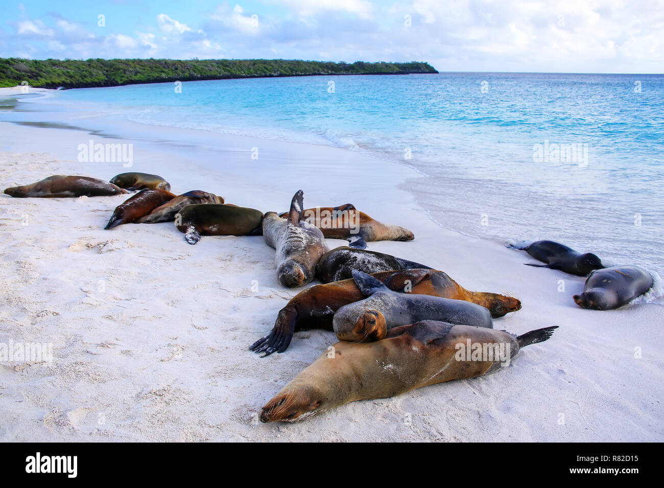 Group of Galapagos sea lions resting on sandy beach in Gardner Bay ...