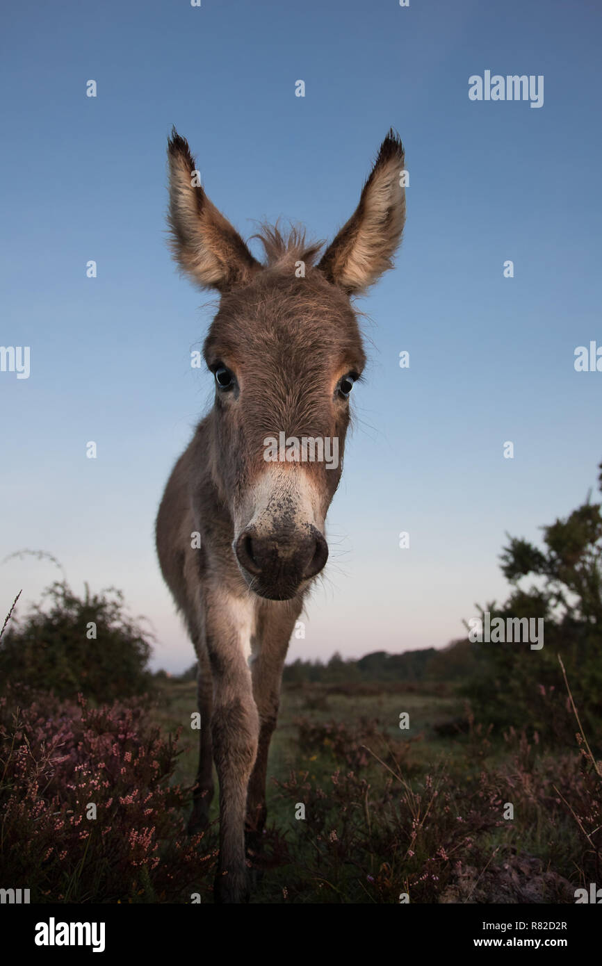 New Forest donkeys roaming Stock Photo - Alamy